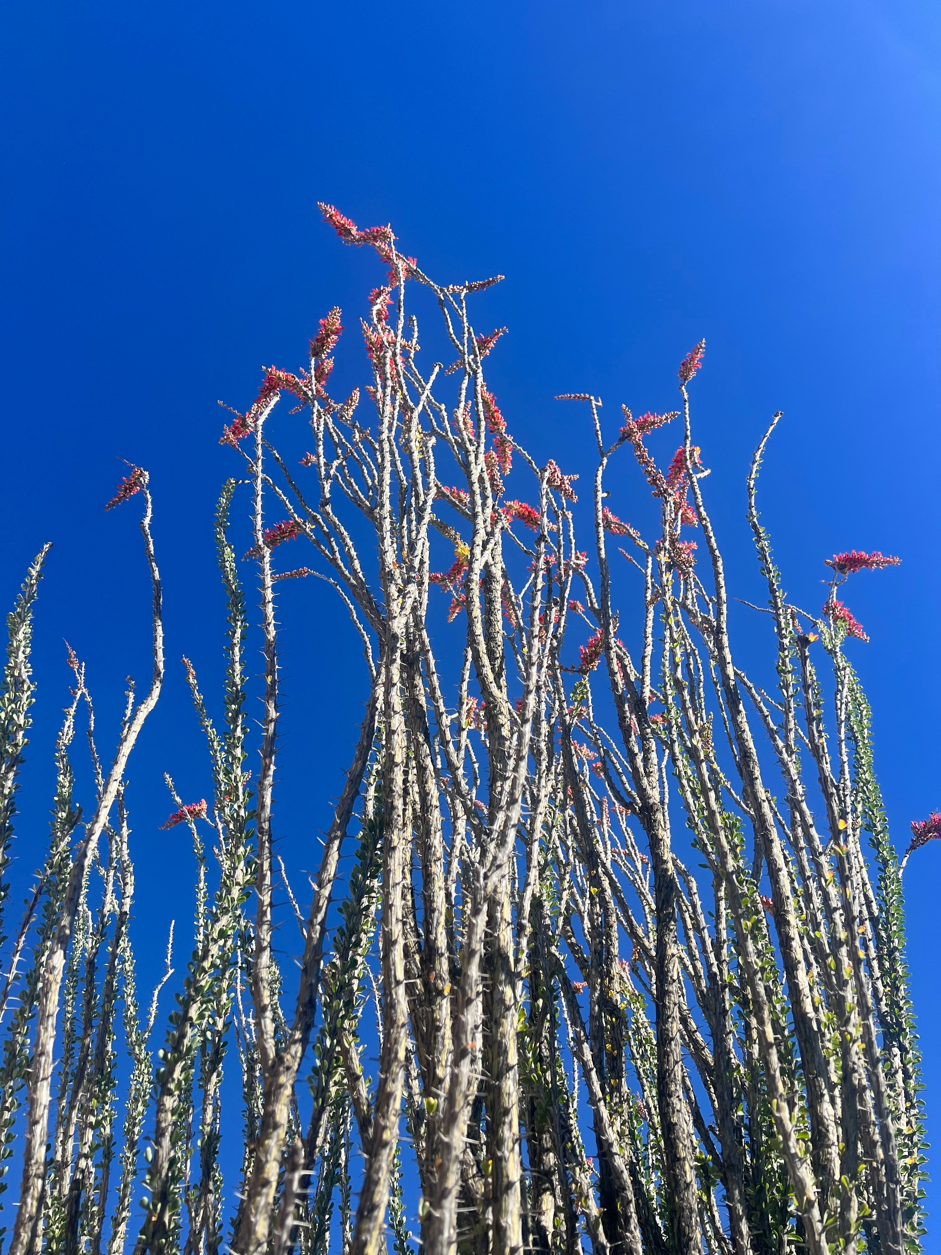 Desert Skyward: Cacti Reaching Toward a Cerulean Noon