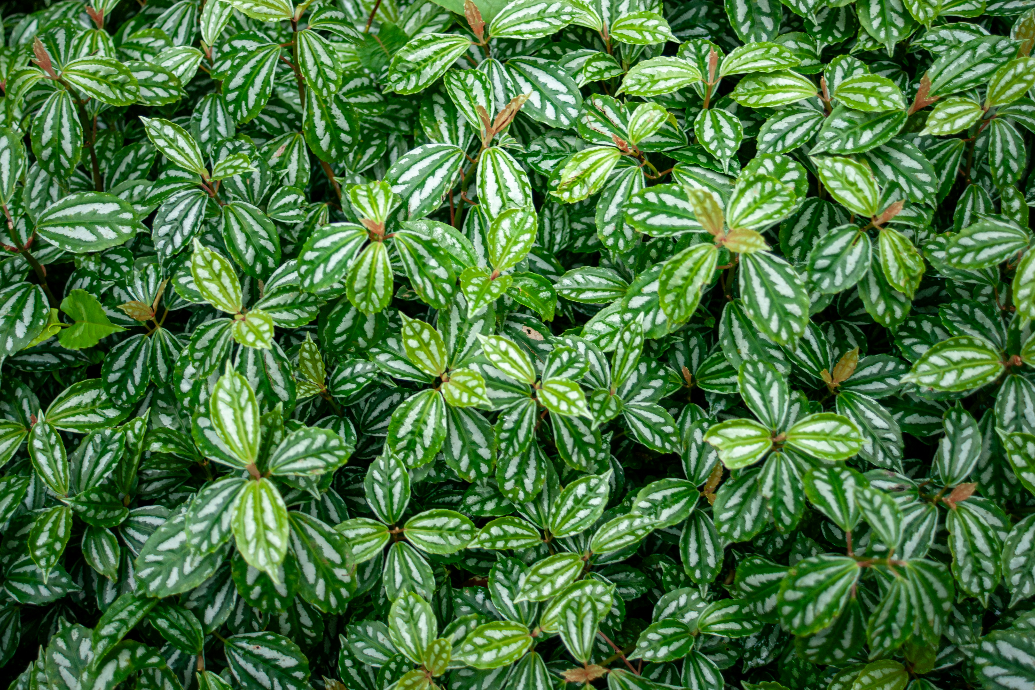 Veil of Green: Close-Up of Variegated Leaves