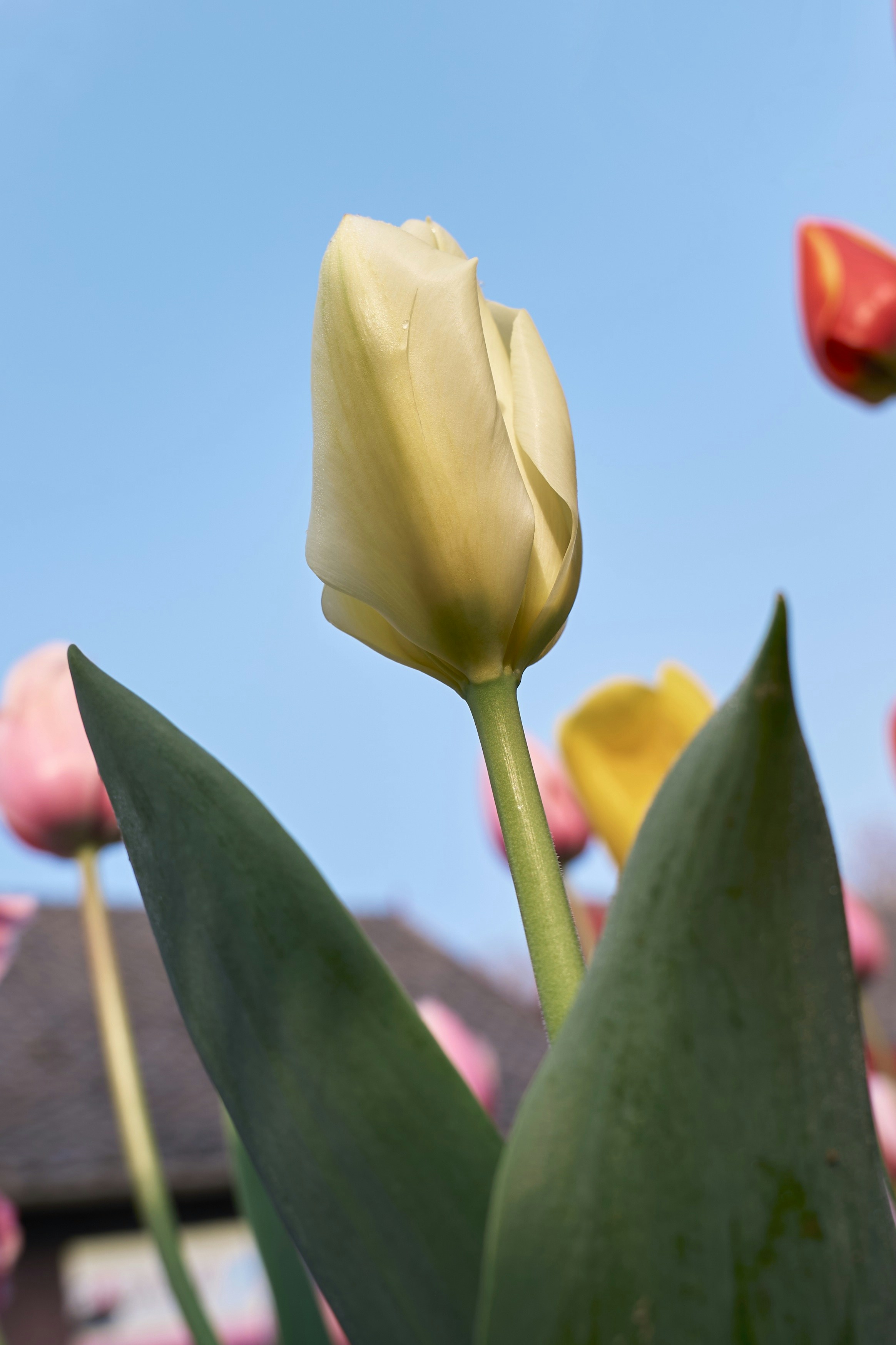 Close-up Tulip in Focus: Cream Blossom Reaches Toward the Sun