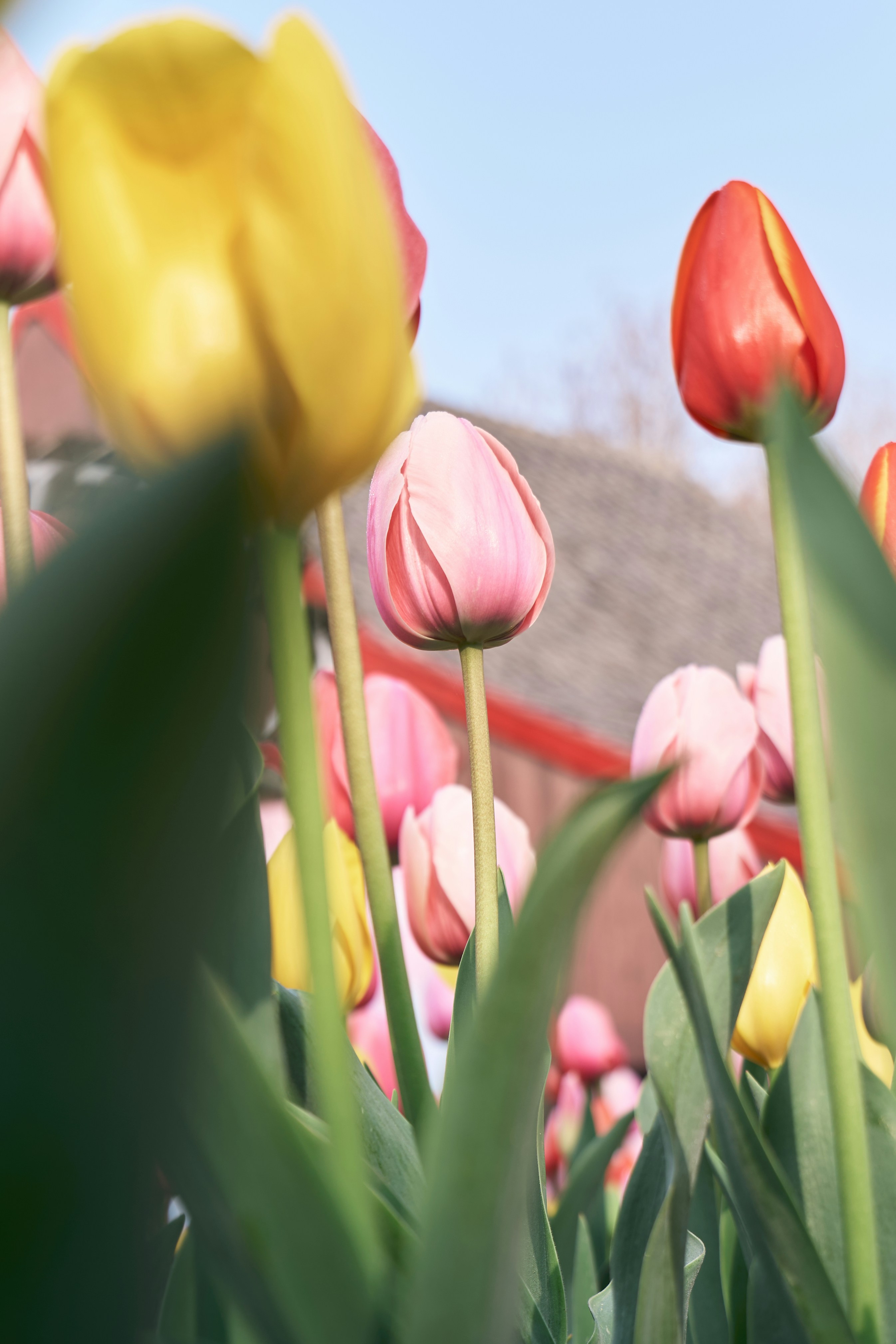 Tulip Field in Focus: Scarlet, Pink, and Lemon Amid Garden Morning