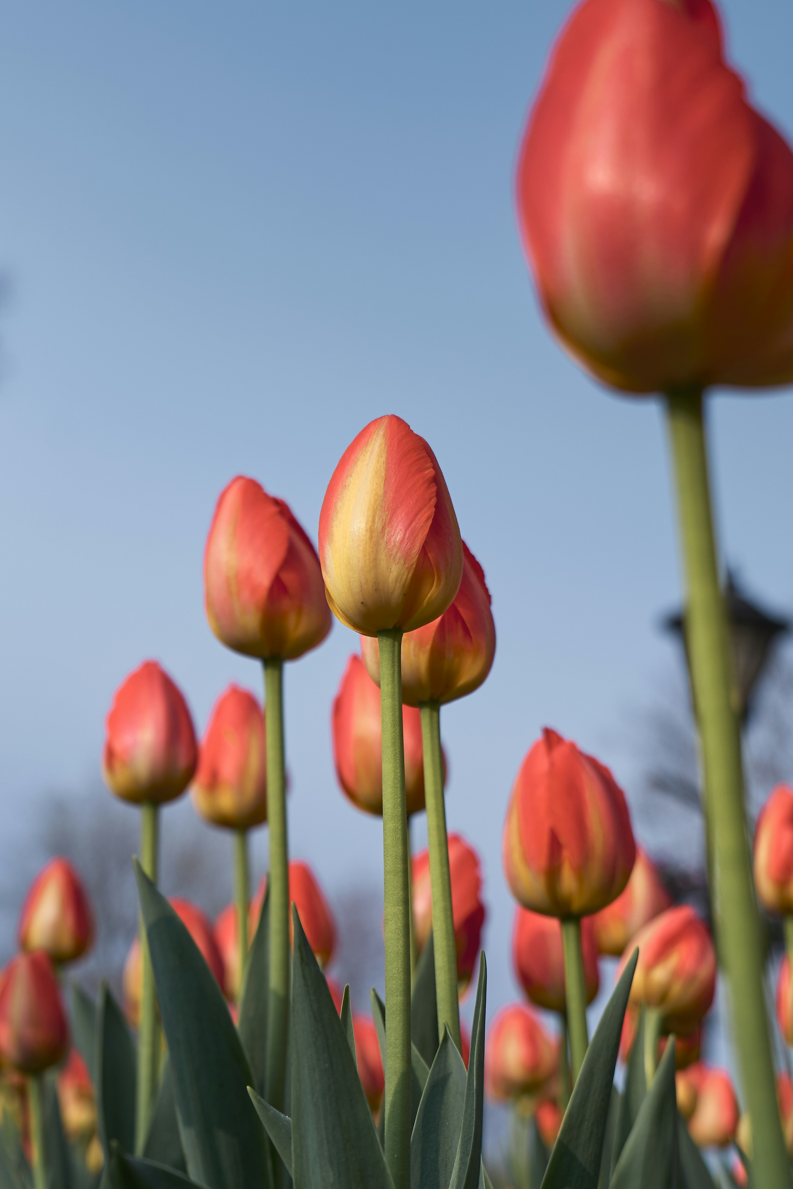 Red and yellow tulips against a clear blue sky