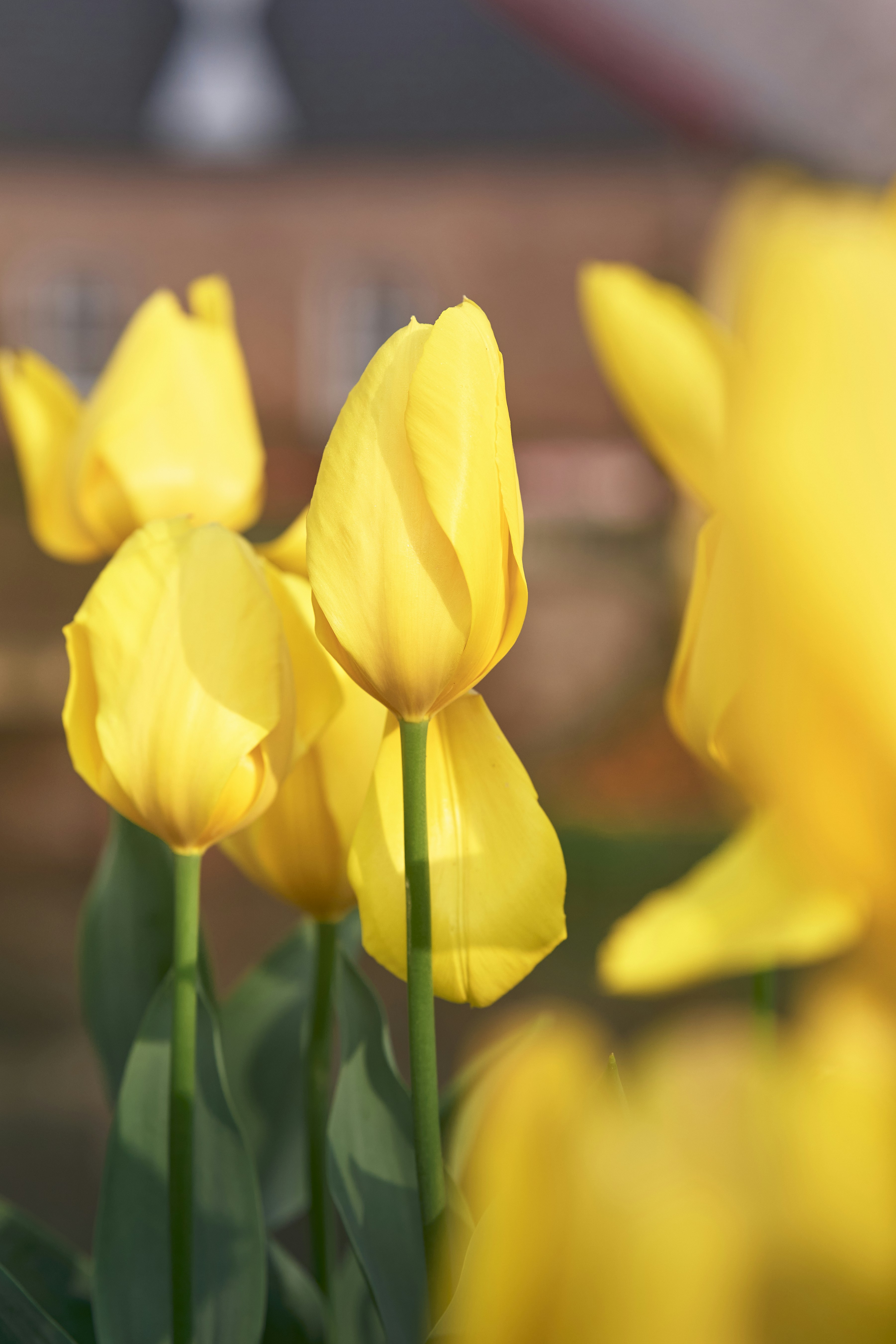 Yellow Tulips in Focus: Spring Light Framing a Garden Border