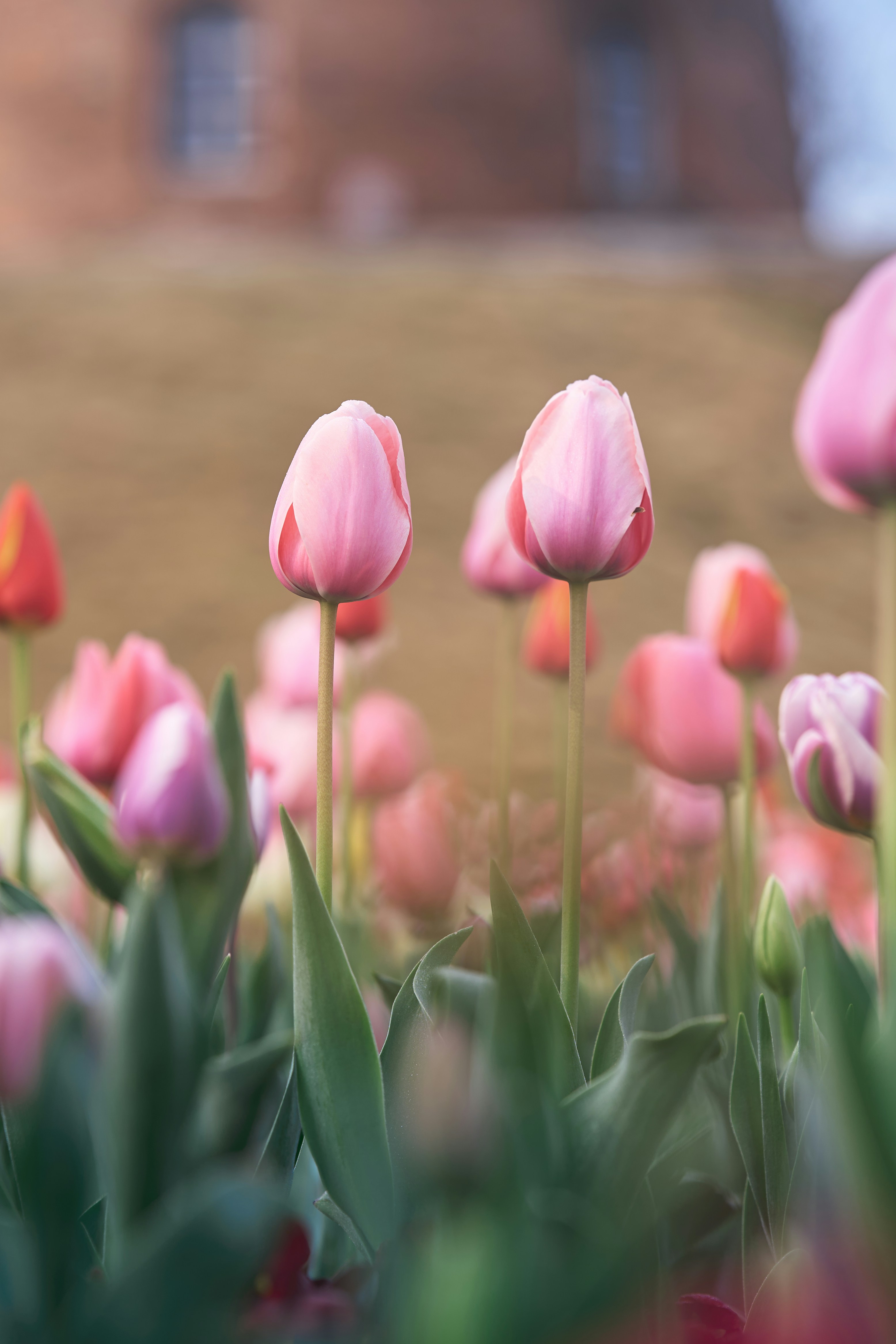 Petals in Focus: A Soft Tulip Meadow in Spring Light