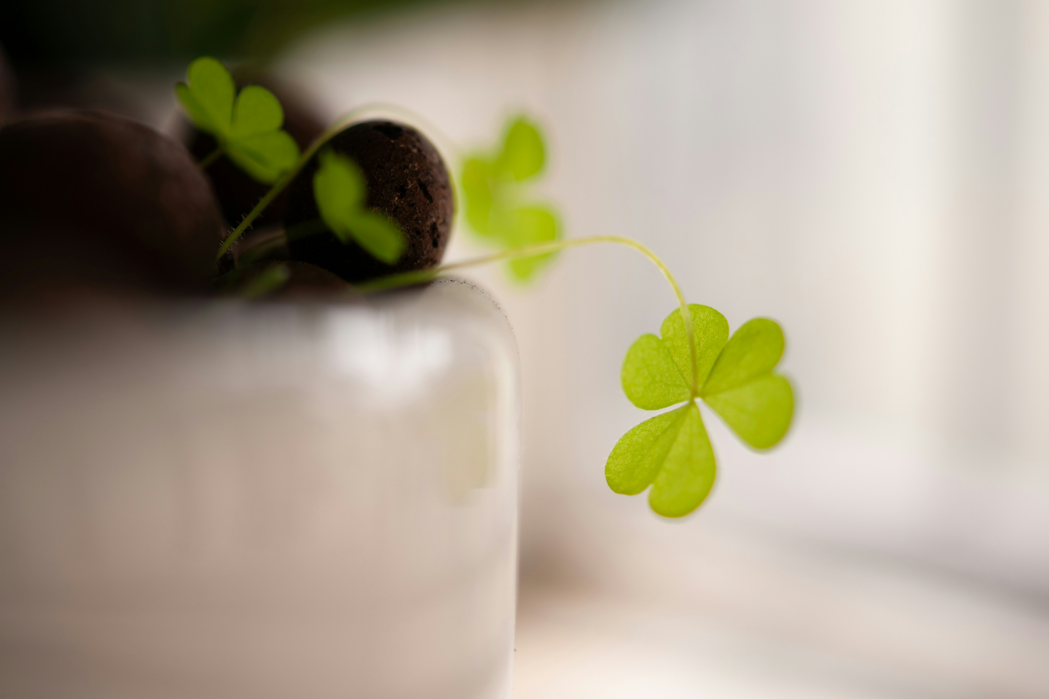 Lucky Clover on a Creamy Ceramic Vessel