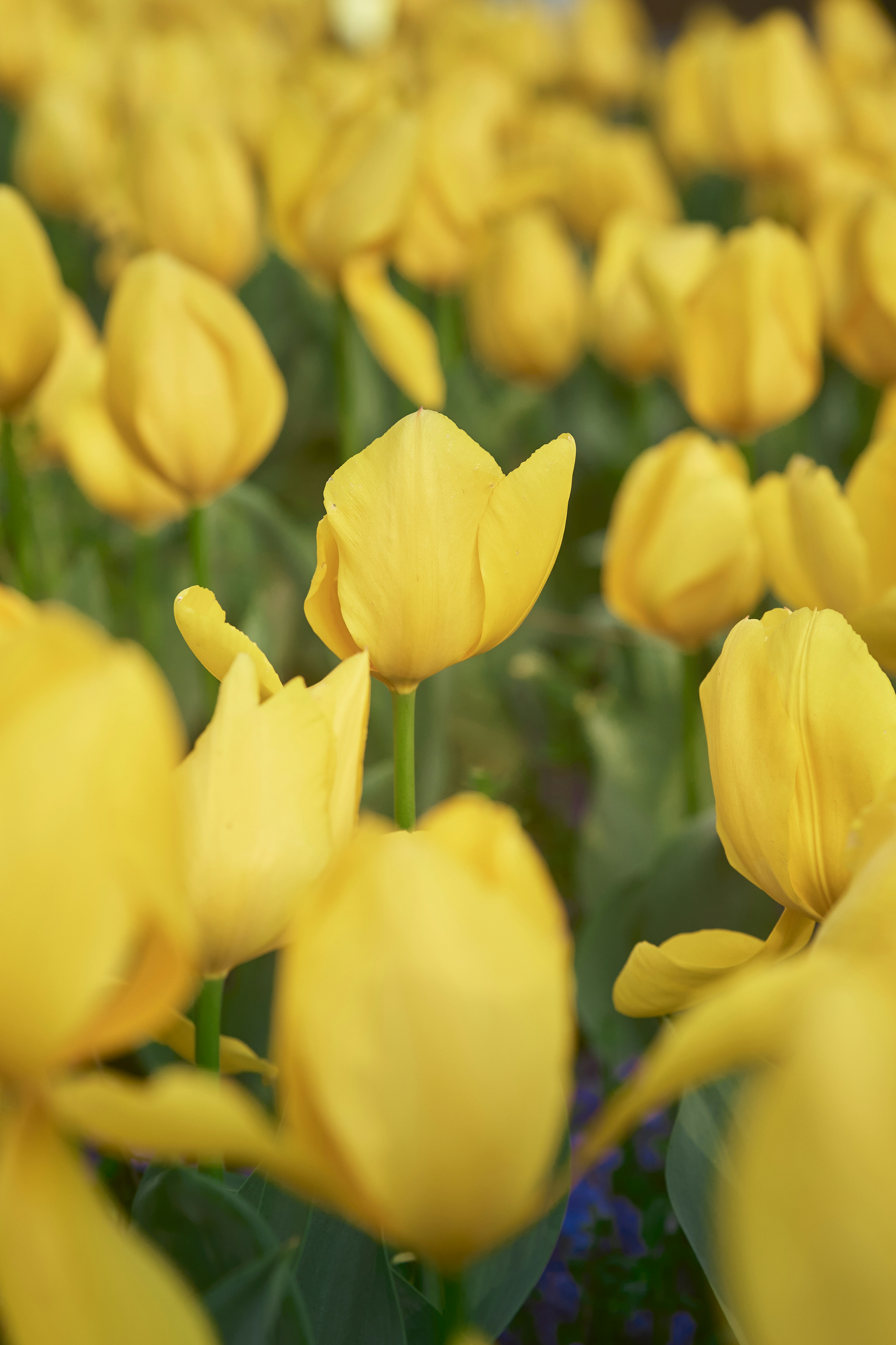 Golden Tulips in Depth of Field
