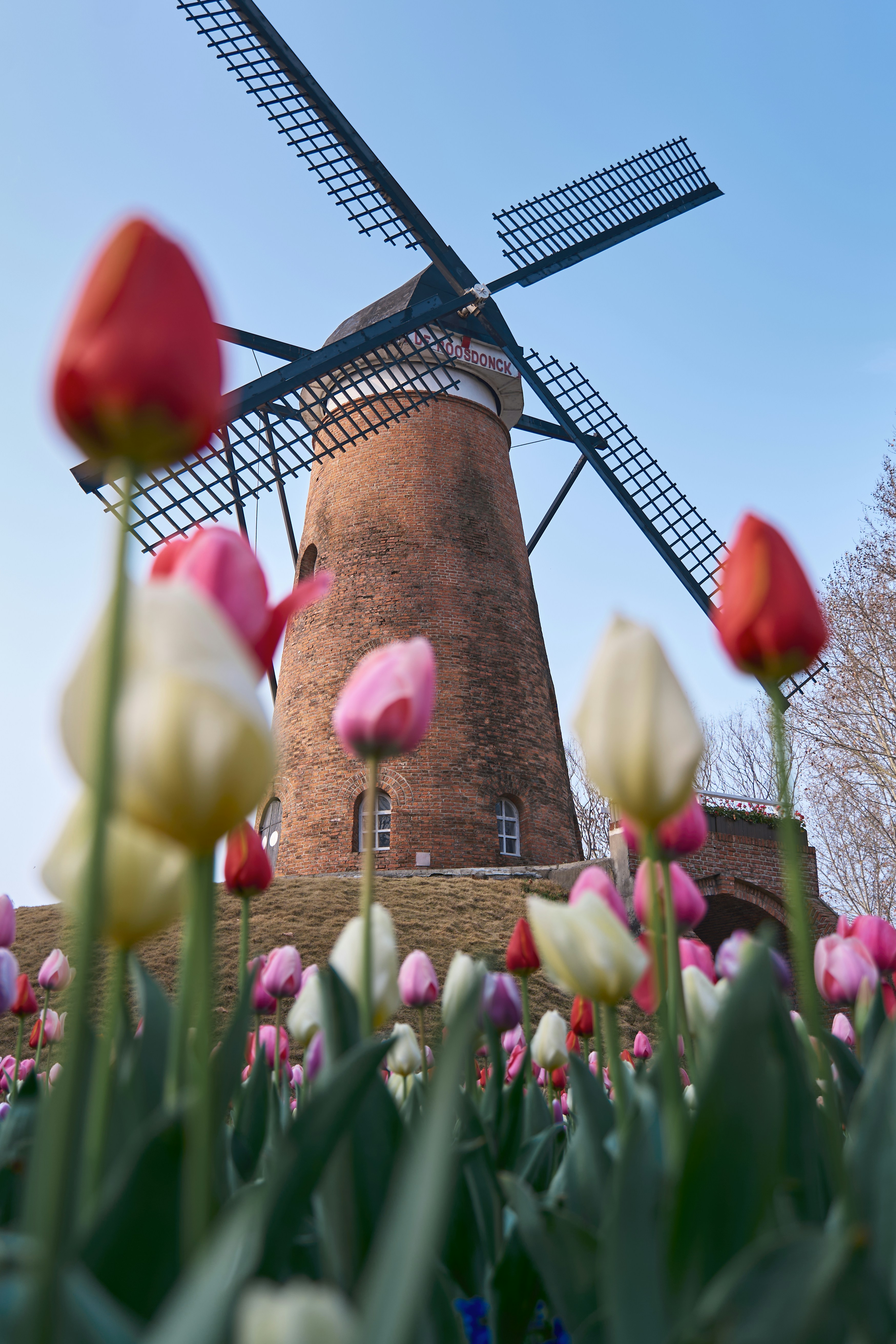 Tulips in Bloom Guard a Windmill: Spring in the Shadow of Brick Giants