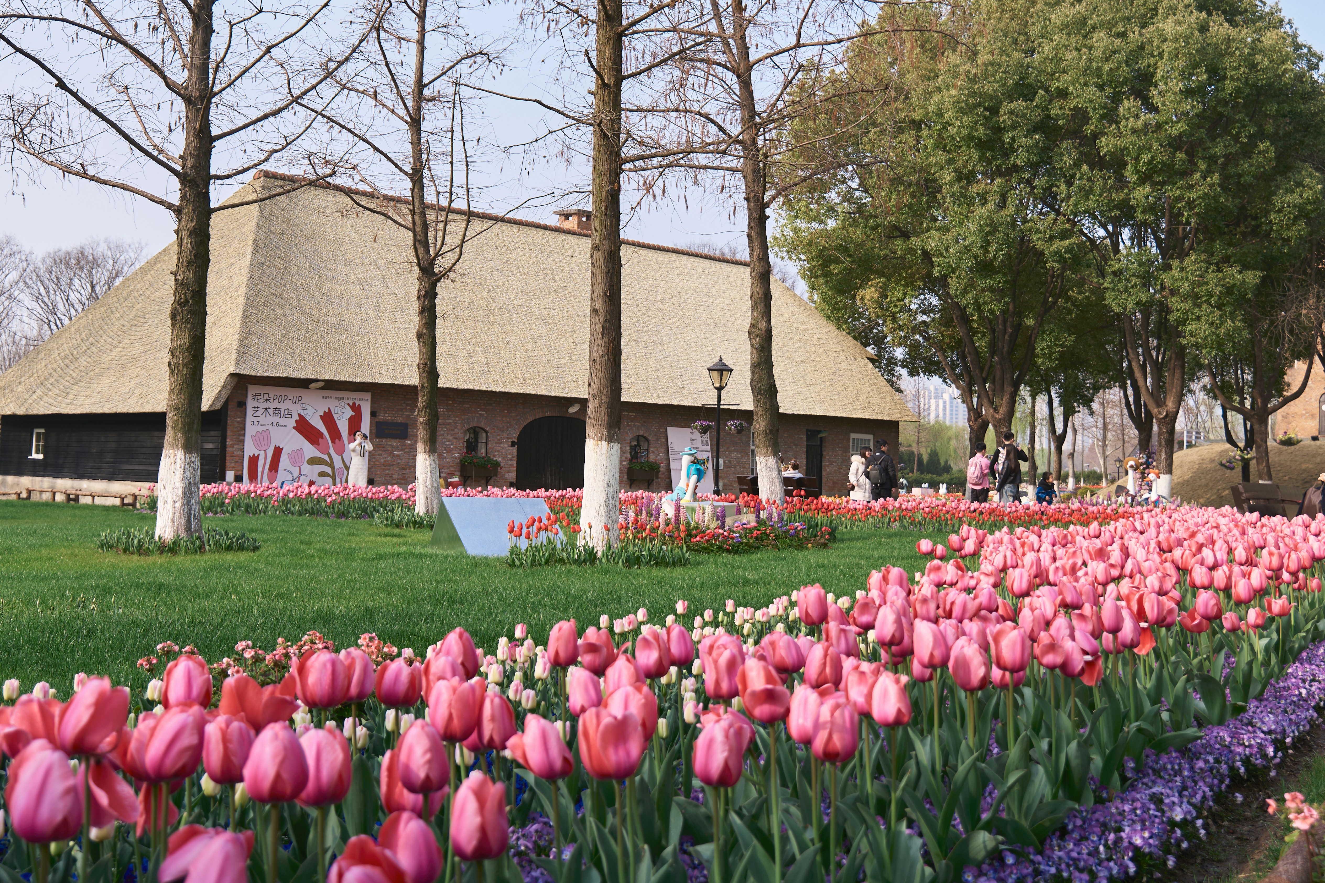 Pink tulips bloom in front of a thatched-roof building.