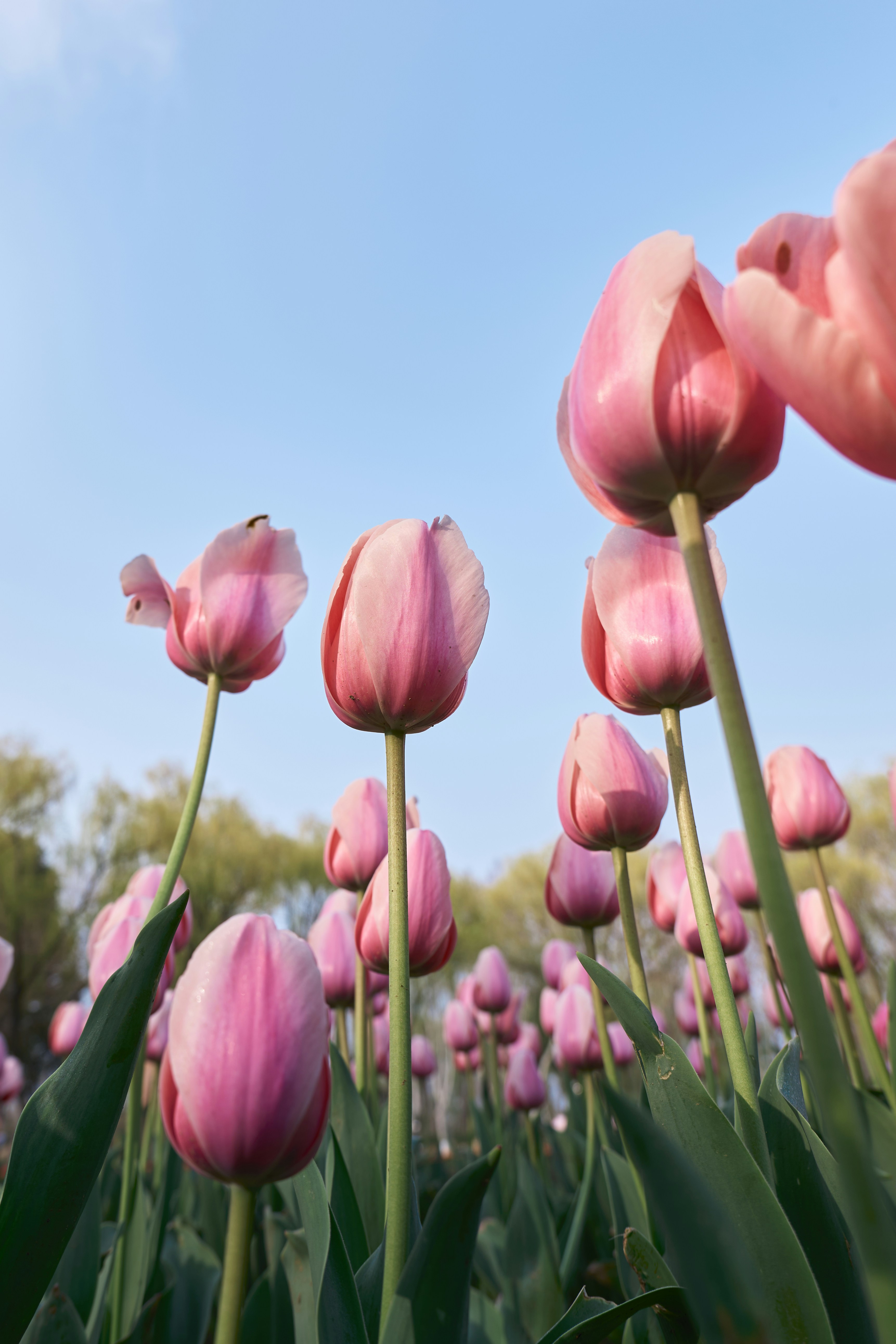 Tulip Portrait: Pink Buds Reaching Toward a Clear Sky