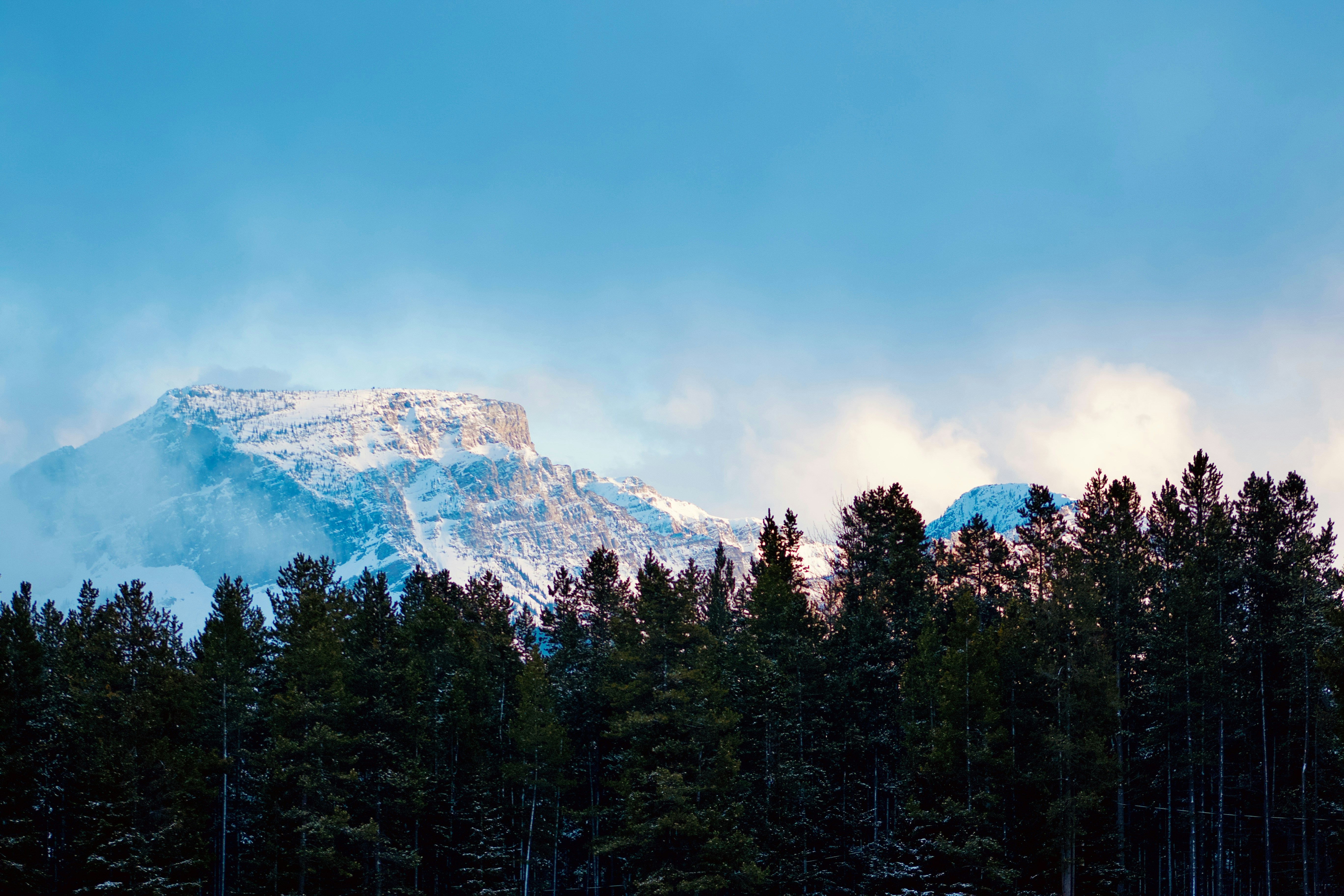 Snow‑capped Peak Beyond a Forest Edge at Dawn