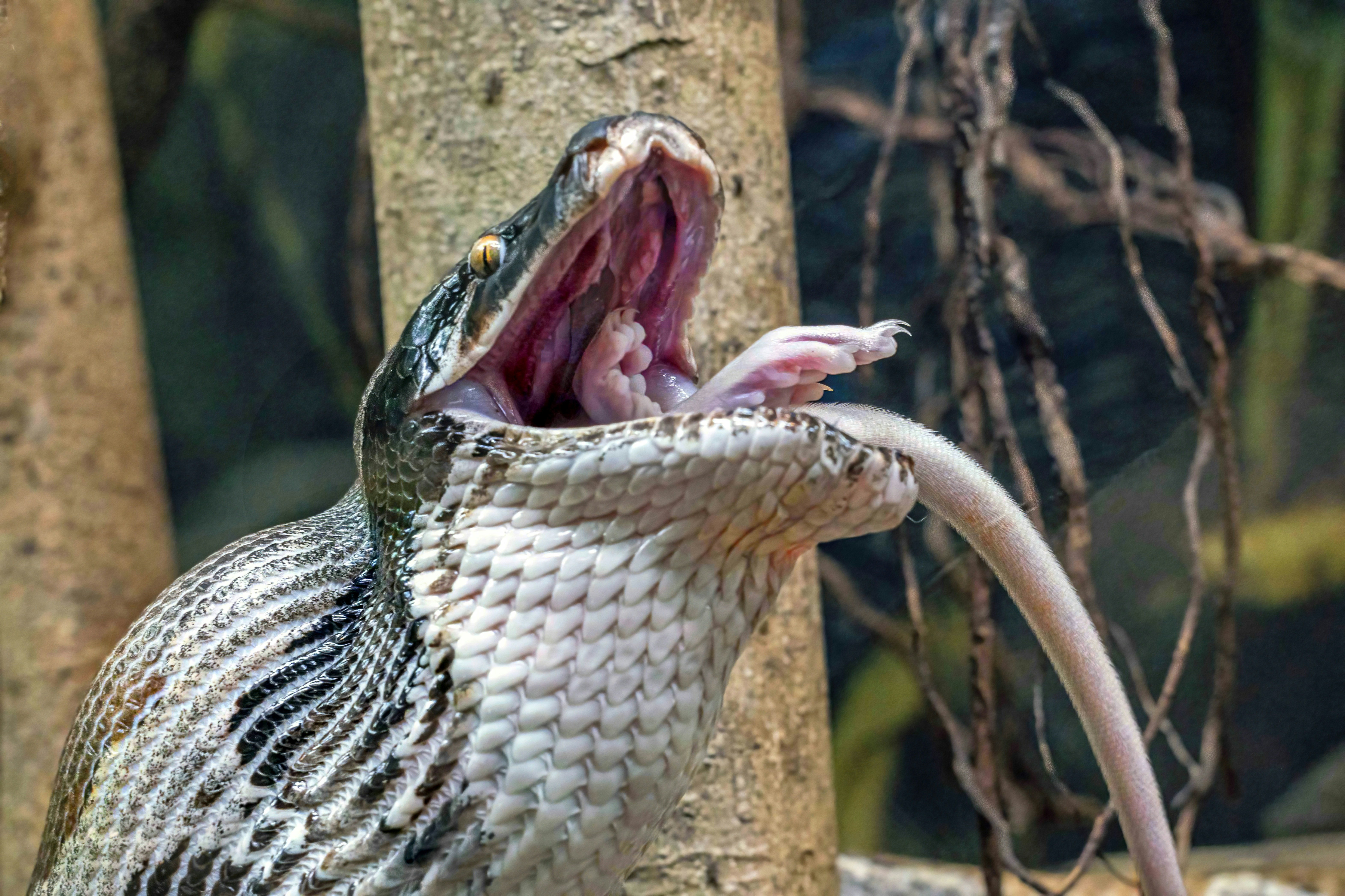Viper's Heat: A Cobra Strikes with Pink Tongue Extended