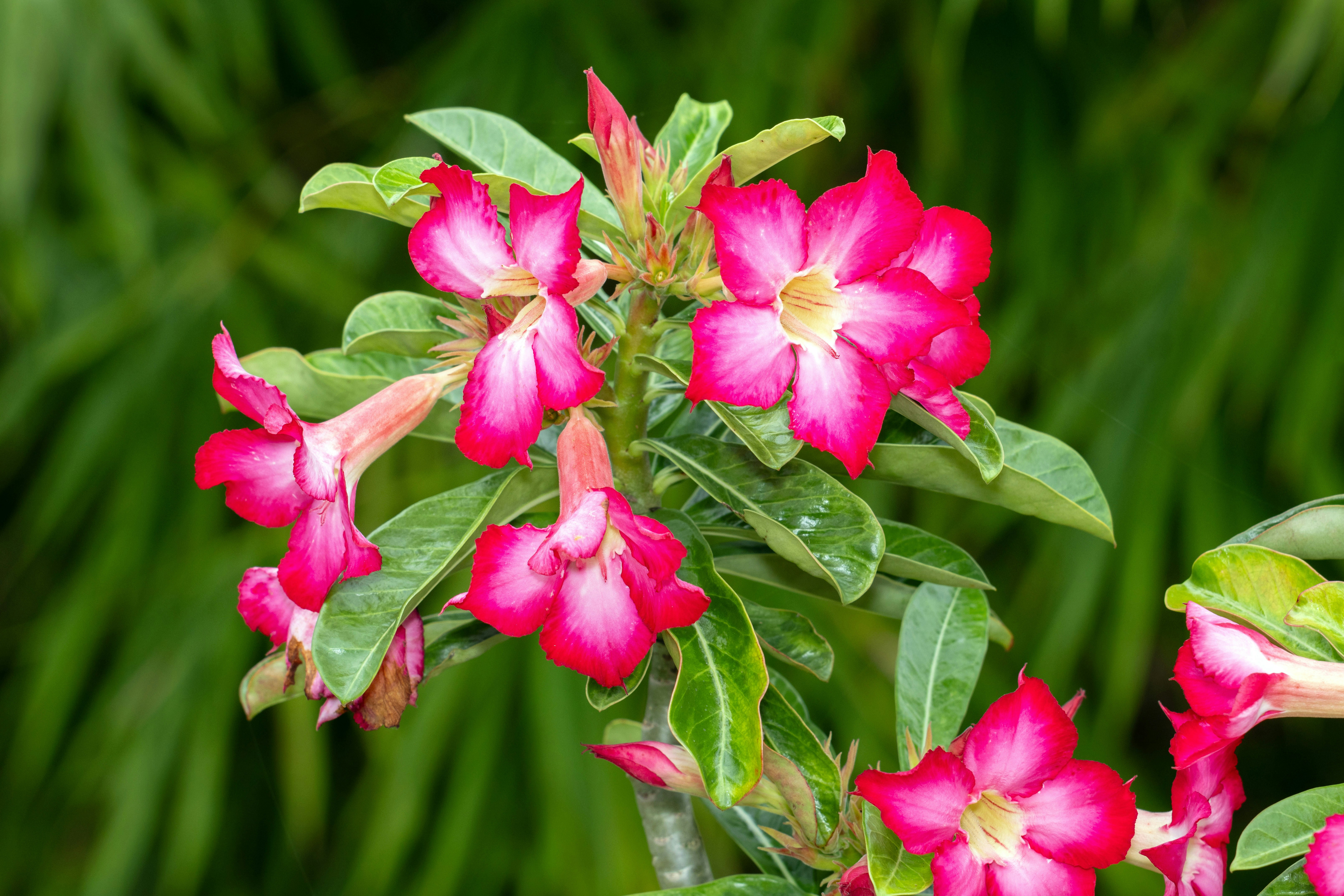 Vivid Pink Adenium Bloom Centerstage