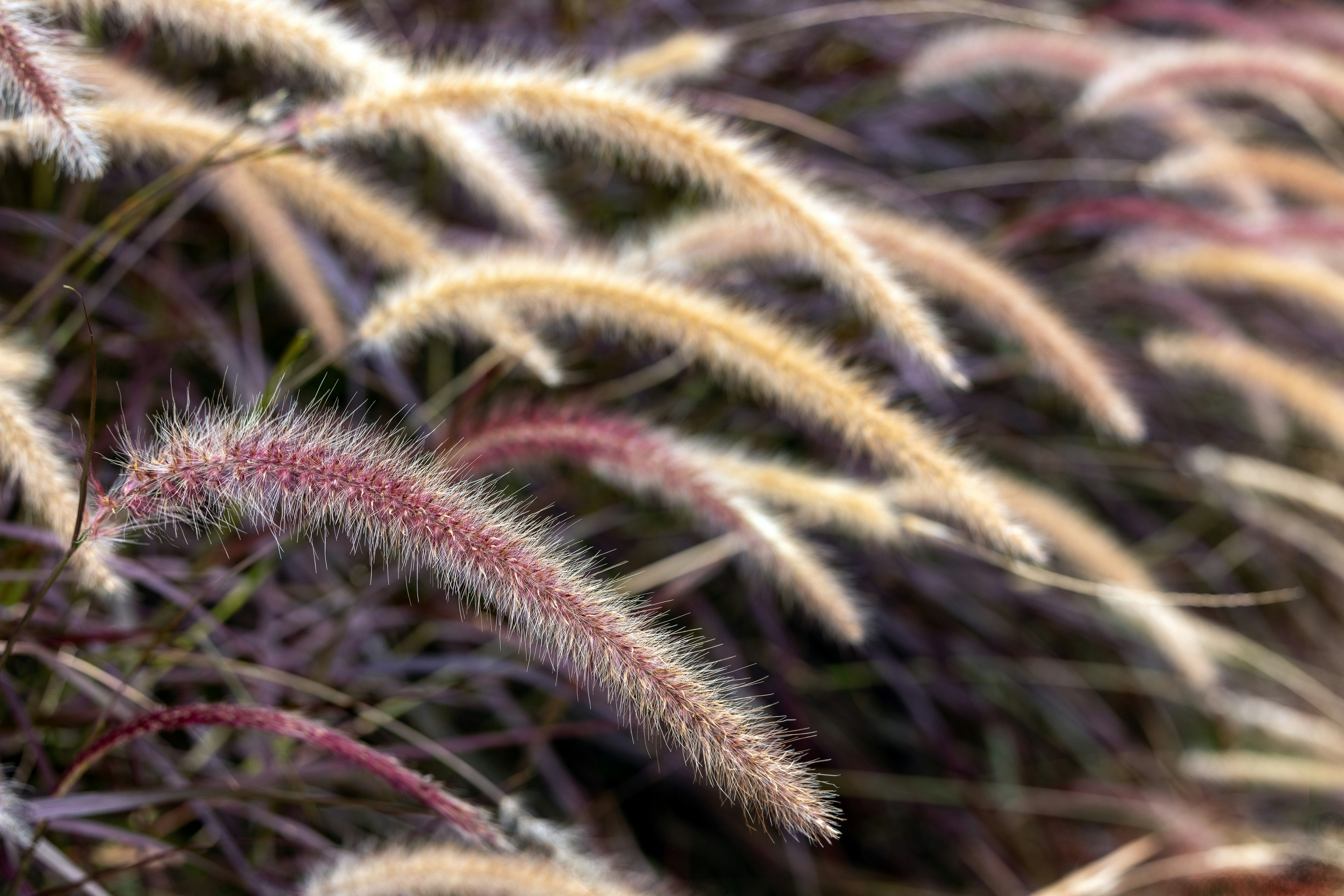 Tangled Silk: Close-Up of Soft Seed Heads in Spring Field