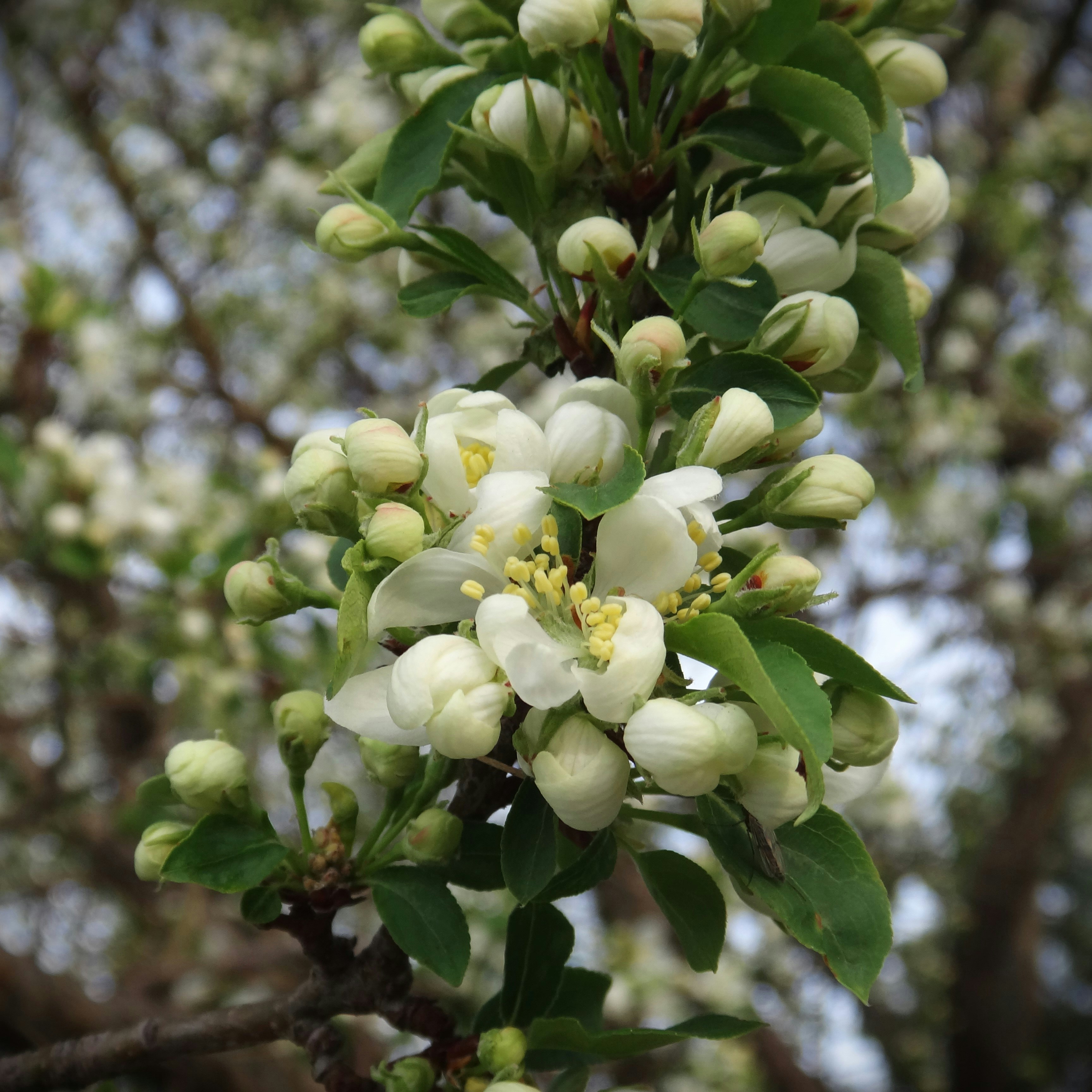 Blooming Cluster: White Apple Blossoms on a Sunlit Branch