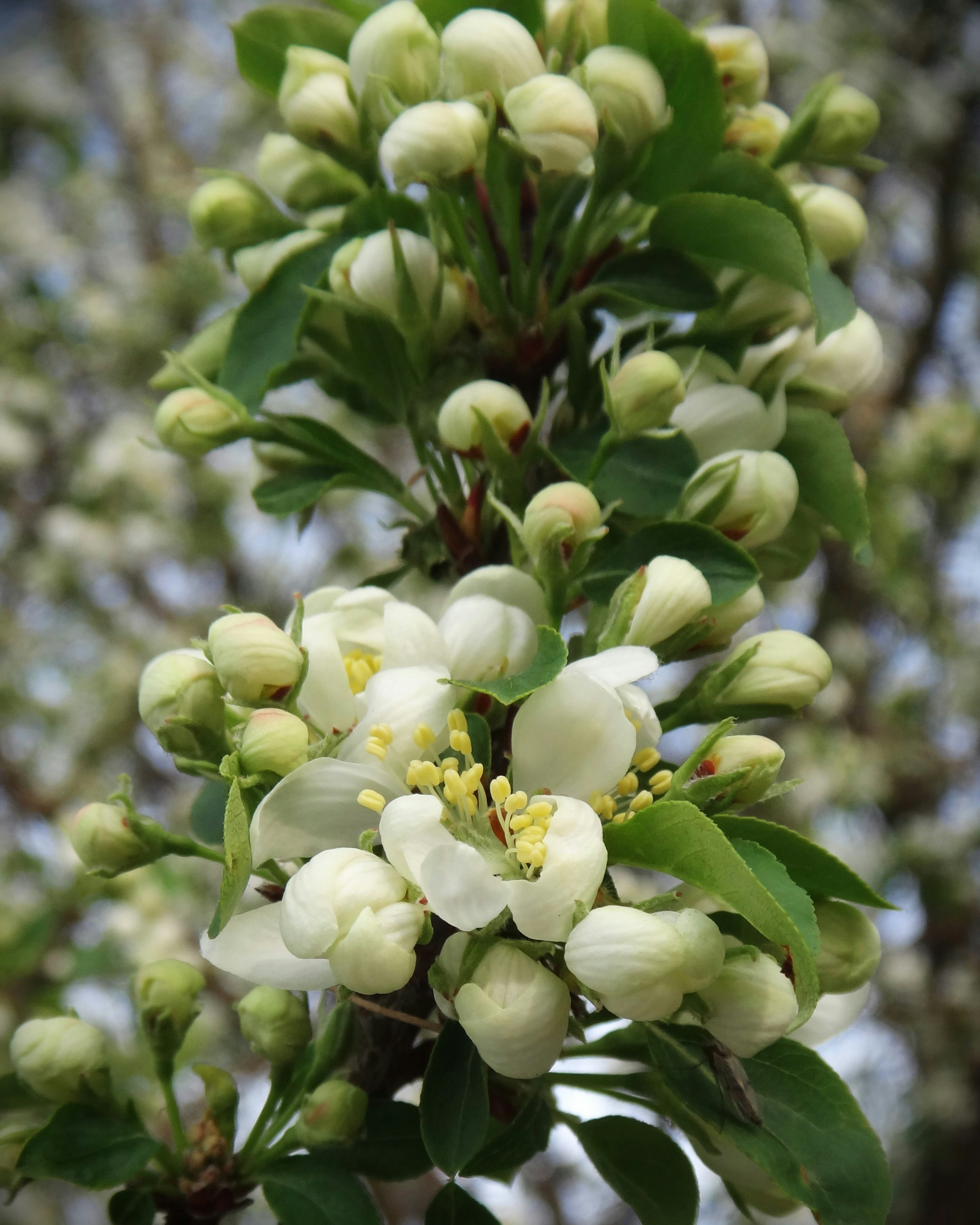 White blossom cluster in spring bloom