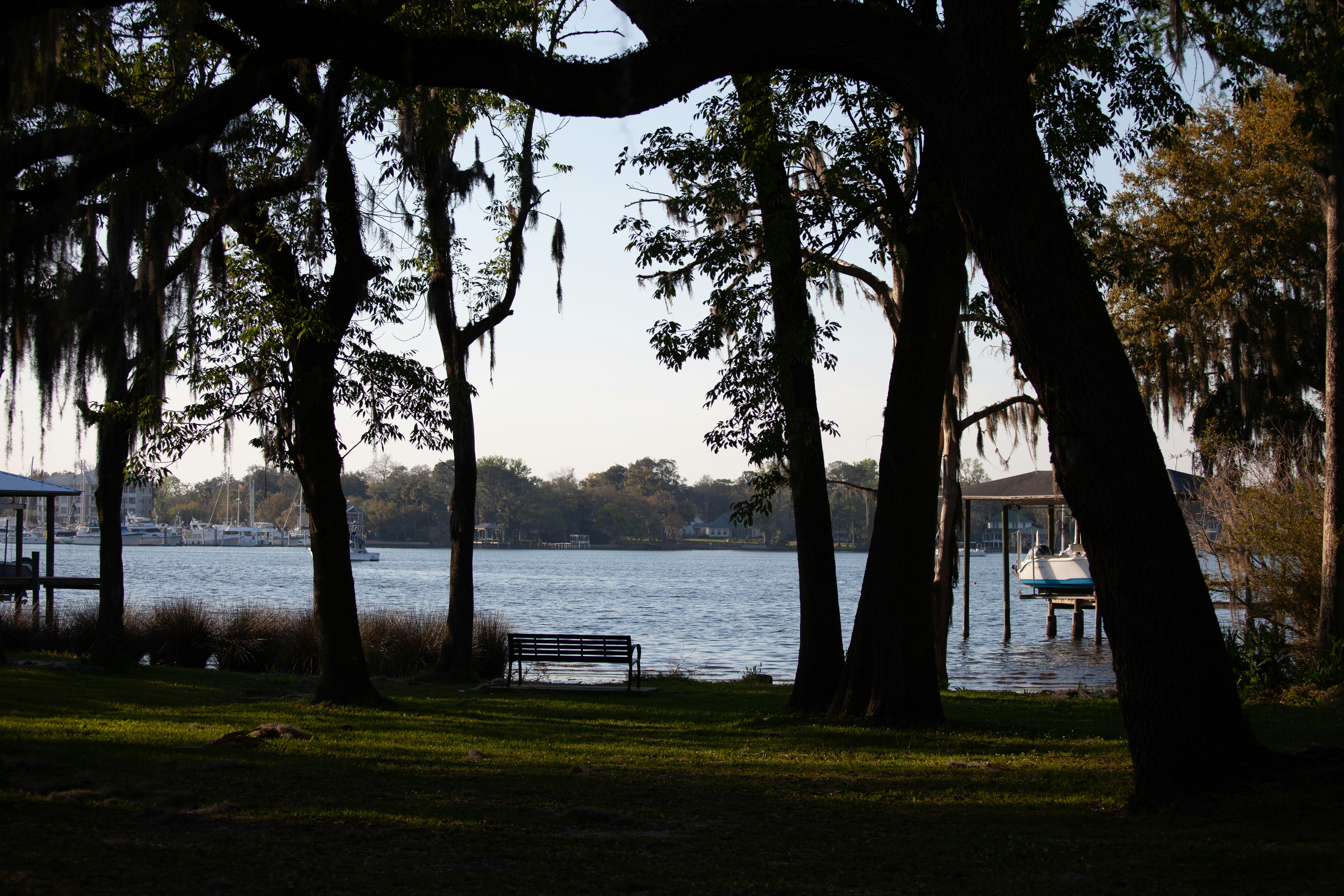 Sunlit Shoreline Through Framing Trees