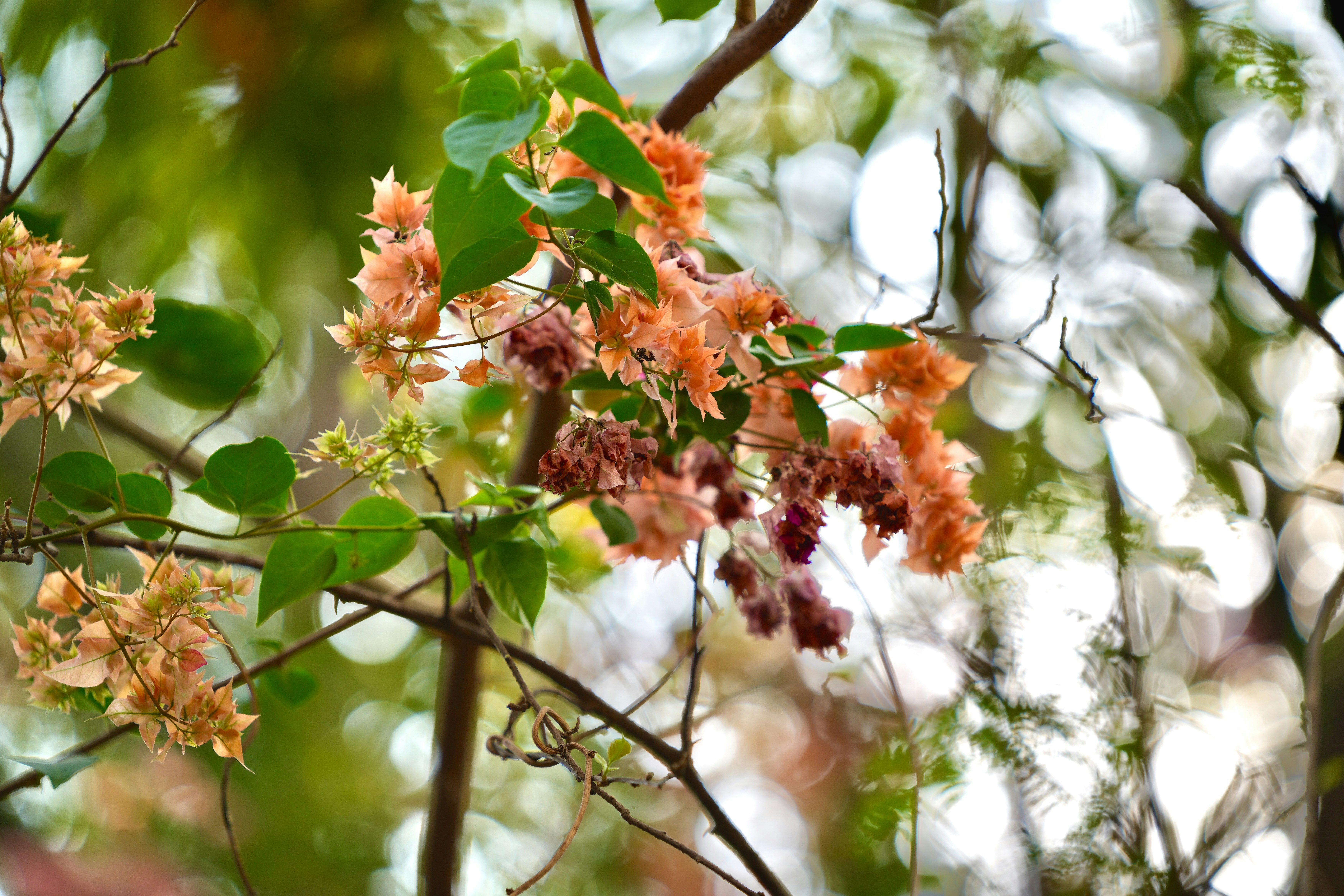 Blush of Spring: Clusters of Orange-Peach Blooms on a Sunlit Branch