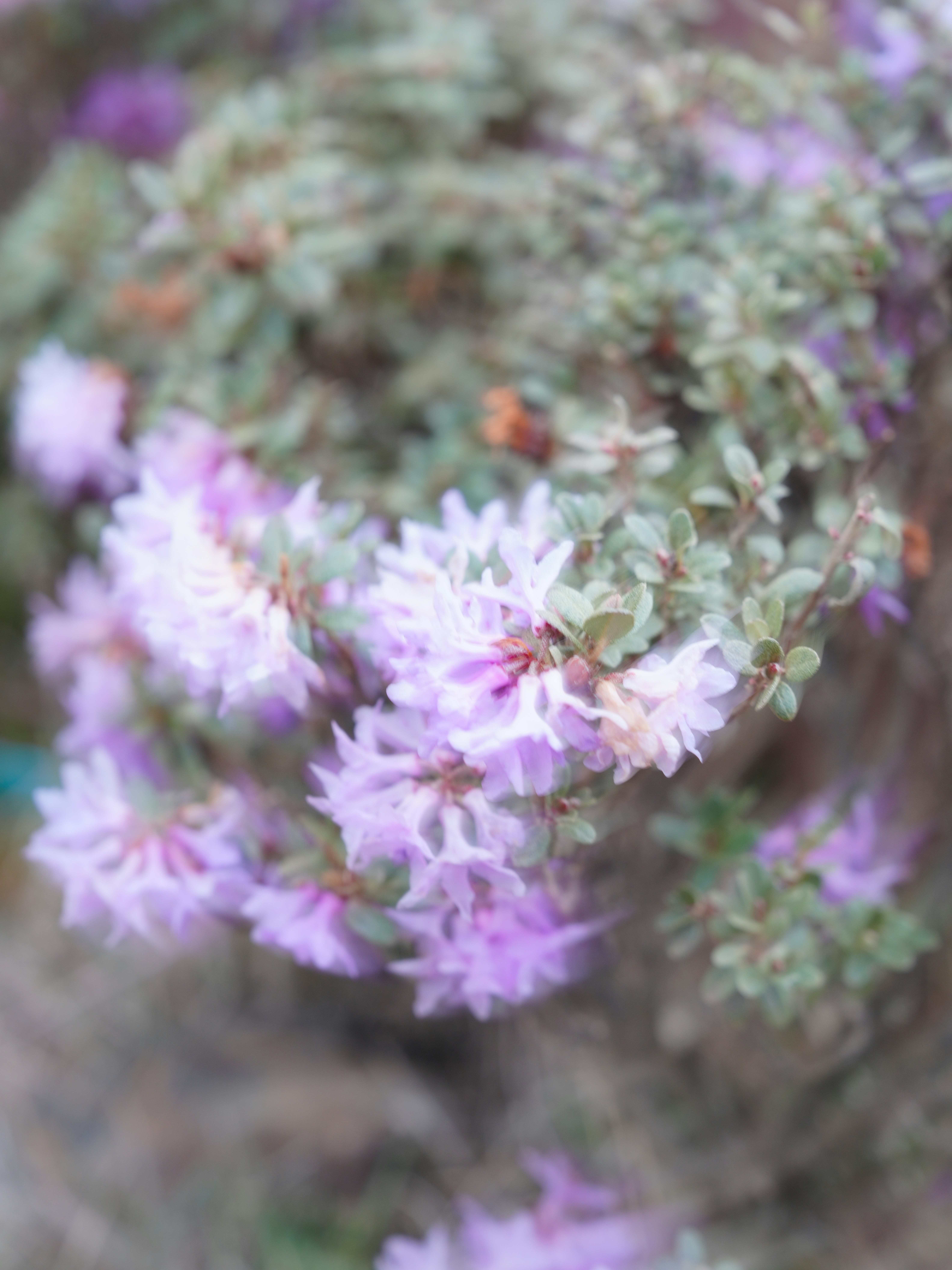 Soft Lavender Bloom Blur: A Gentle Floral Cascade