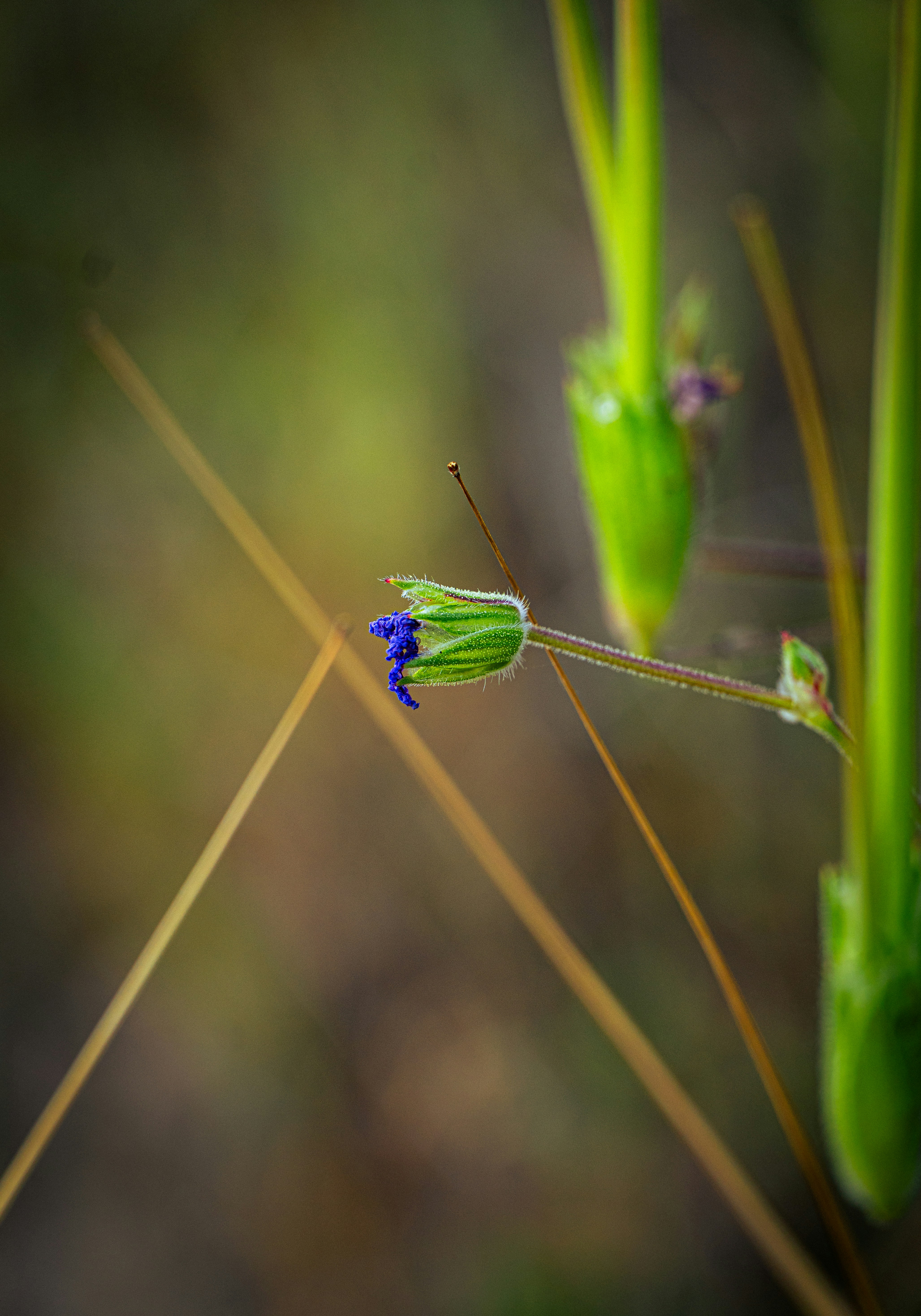 Vibrant Blue Bud on a Slender Stem in a Quiet Meadow