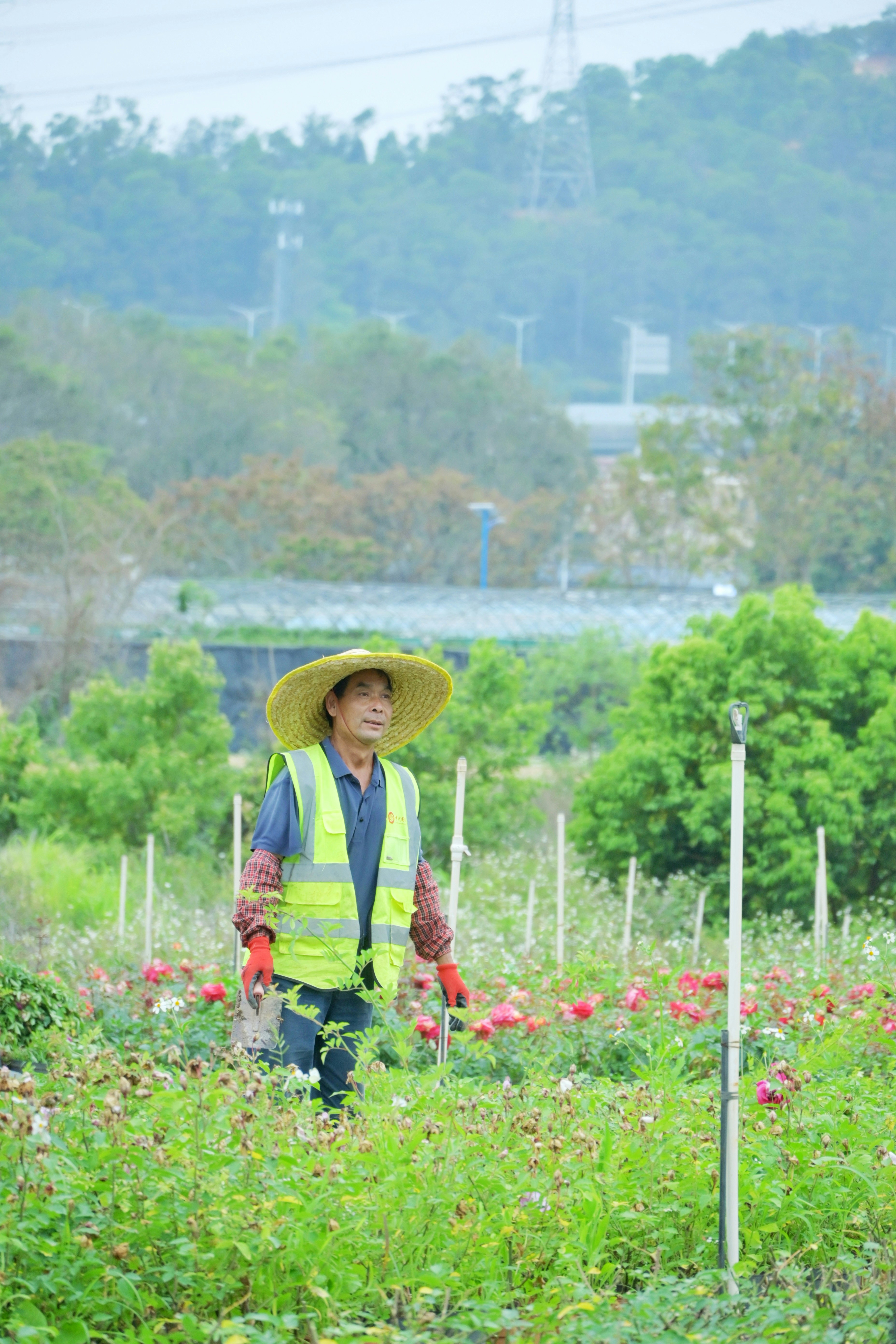 Harvest Field Watcher in a Sun-Sprinkled Wide Lane