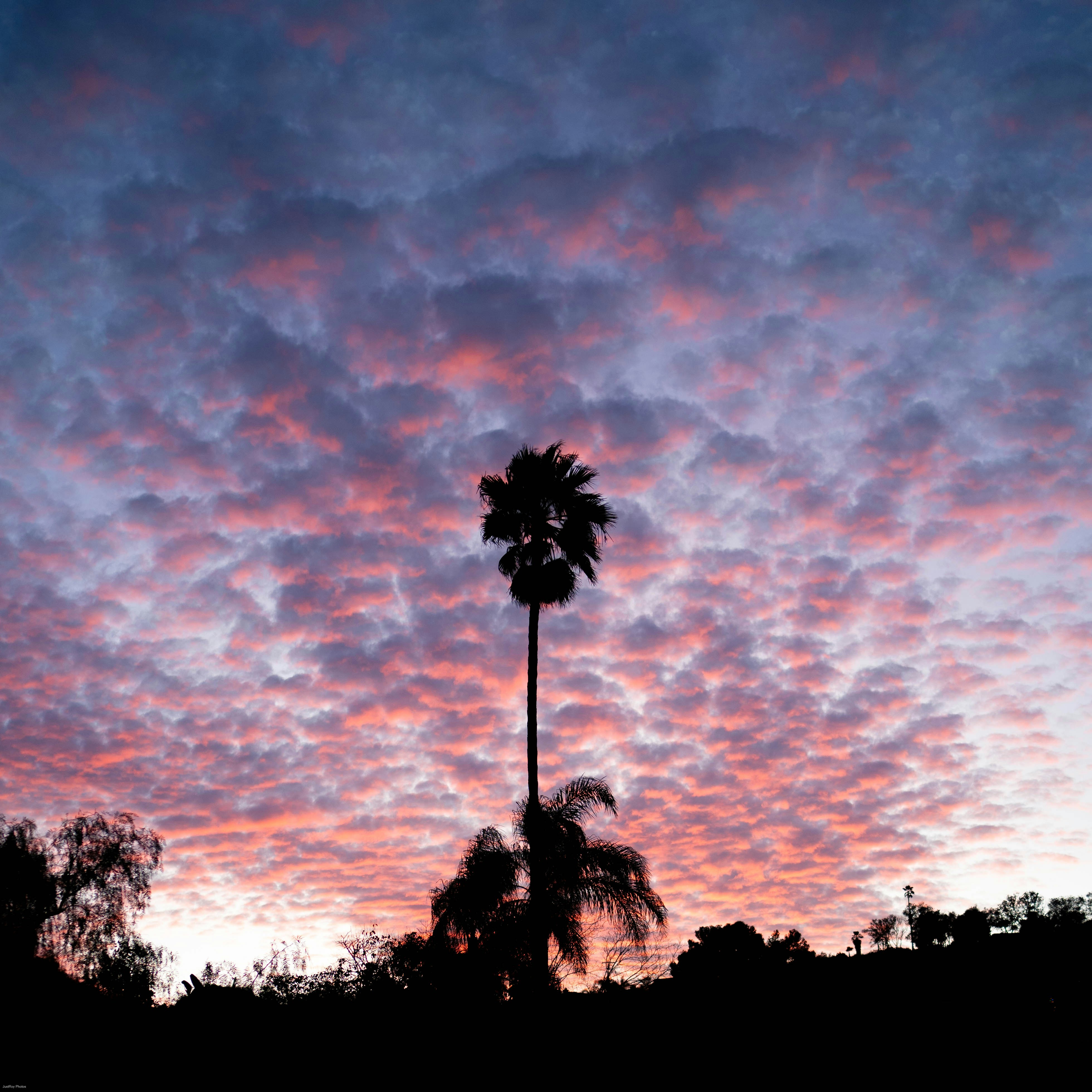 Silhouette of a lone palm against a fiery sunset sky