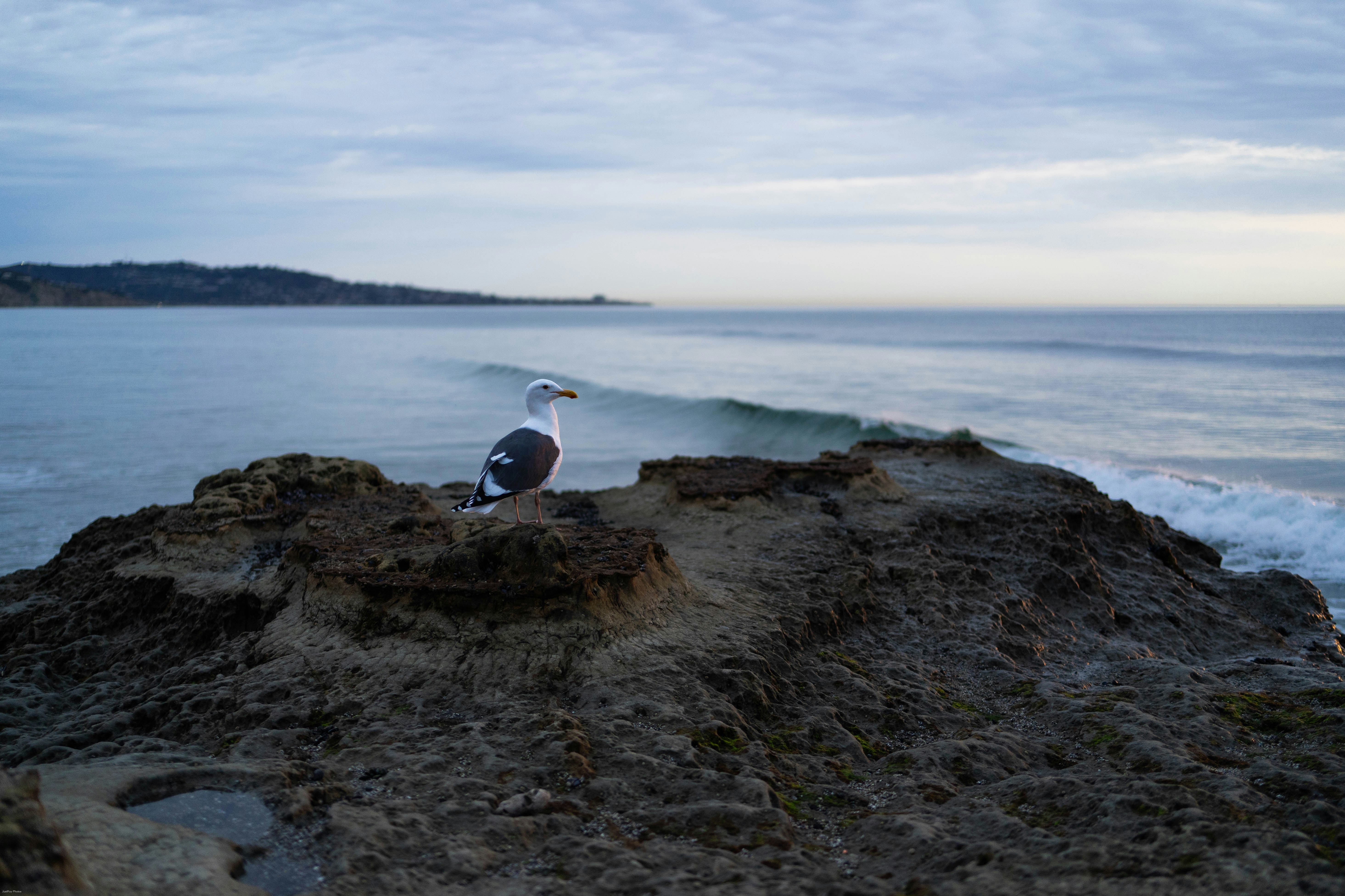 Seabird Sentinel on Weathered Rocks at Dusk