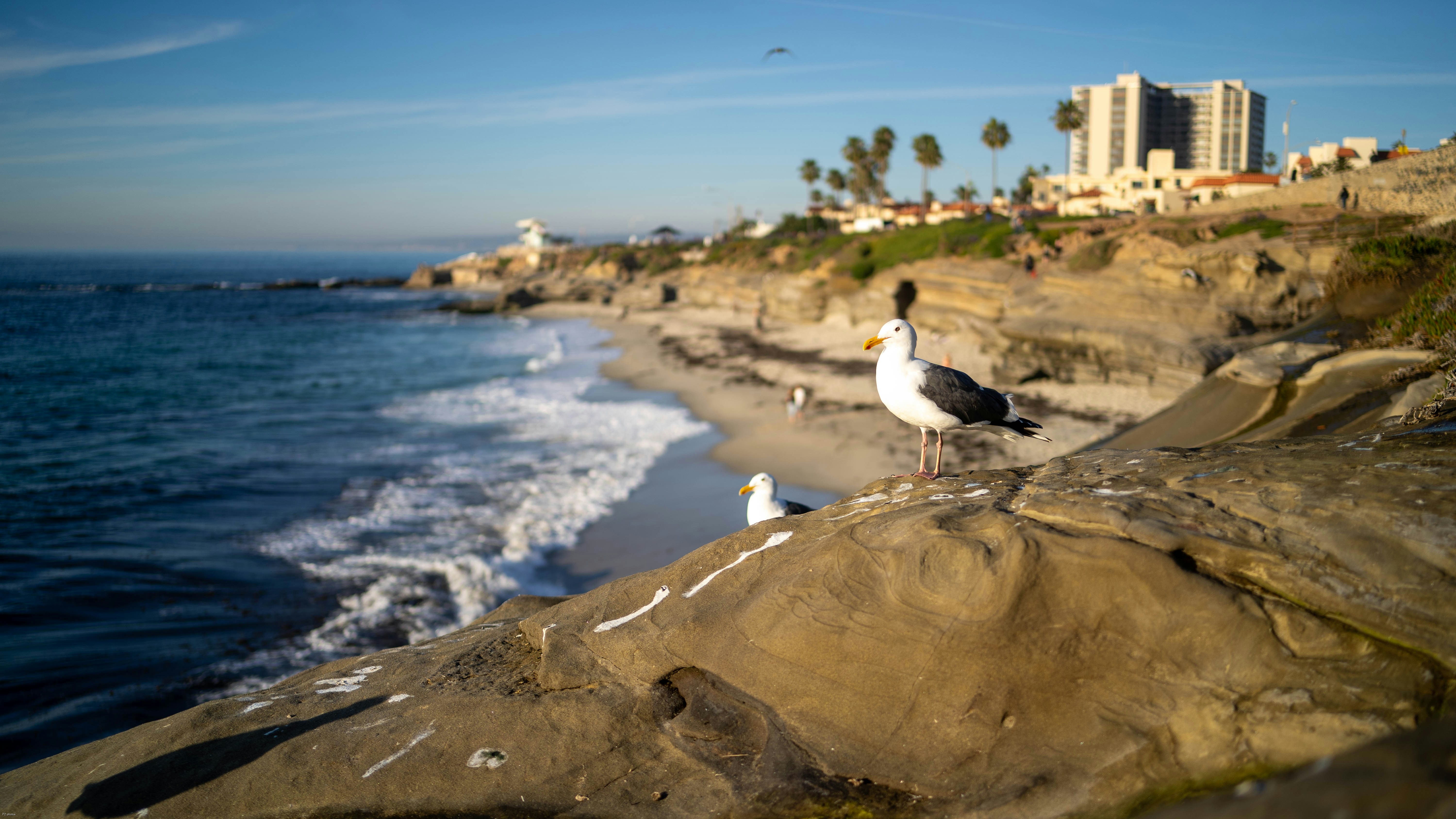 Seabird Watch: A Seagull Perches on Coastal Granite with Sunset Buildings