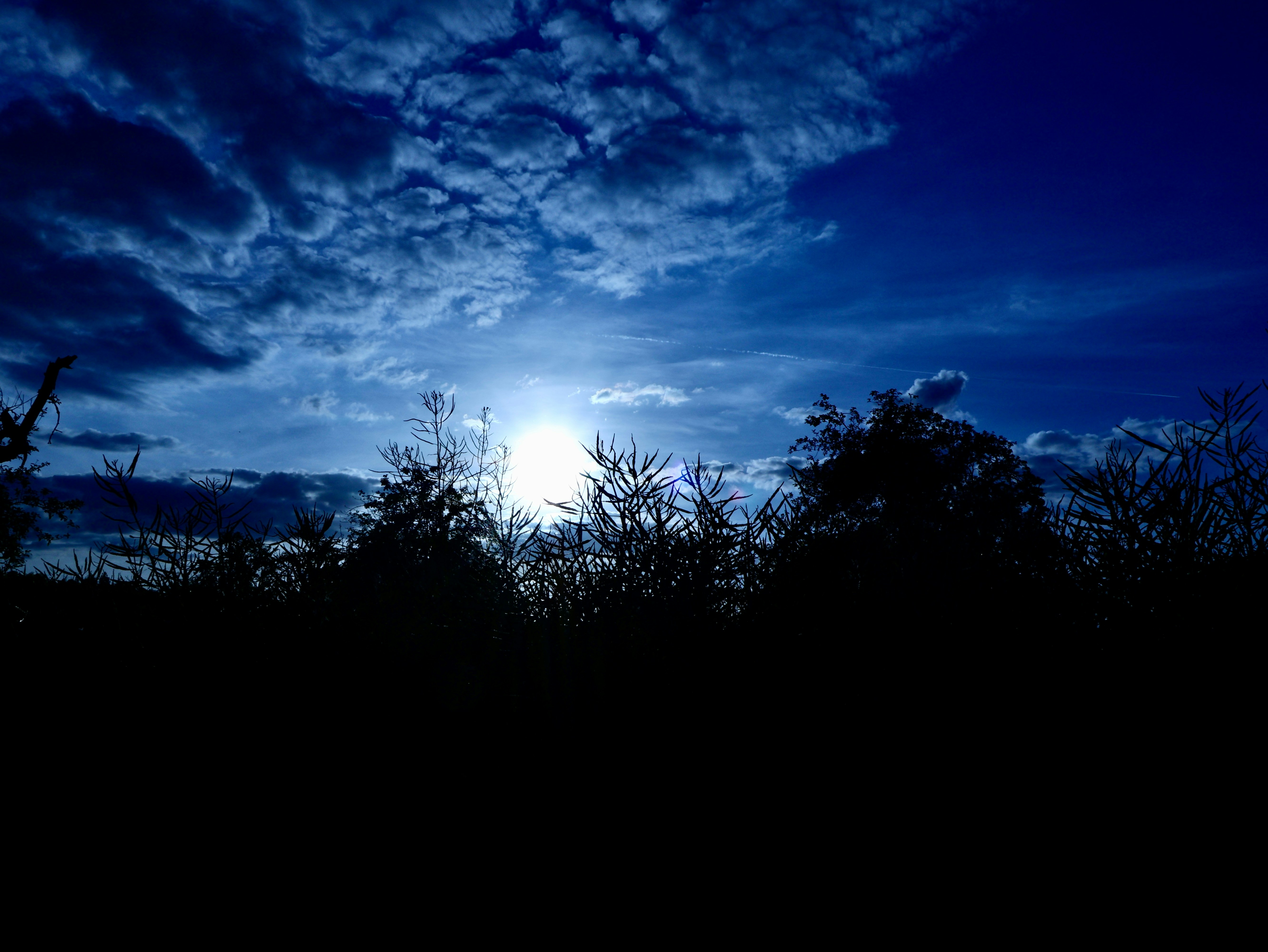 Dawn over silhouetted shrubs: a cobalt sky cleaved by a rising sun