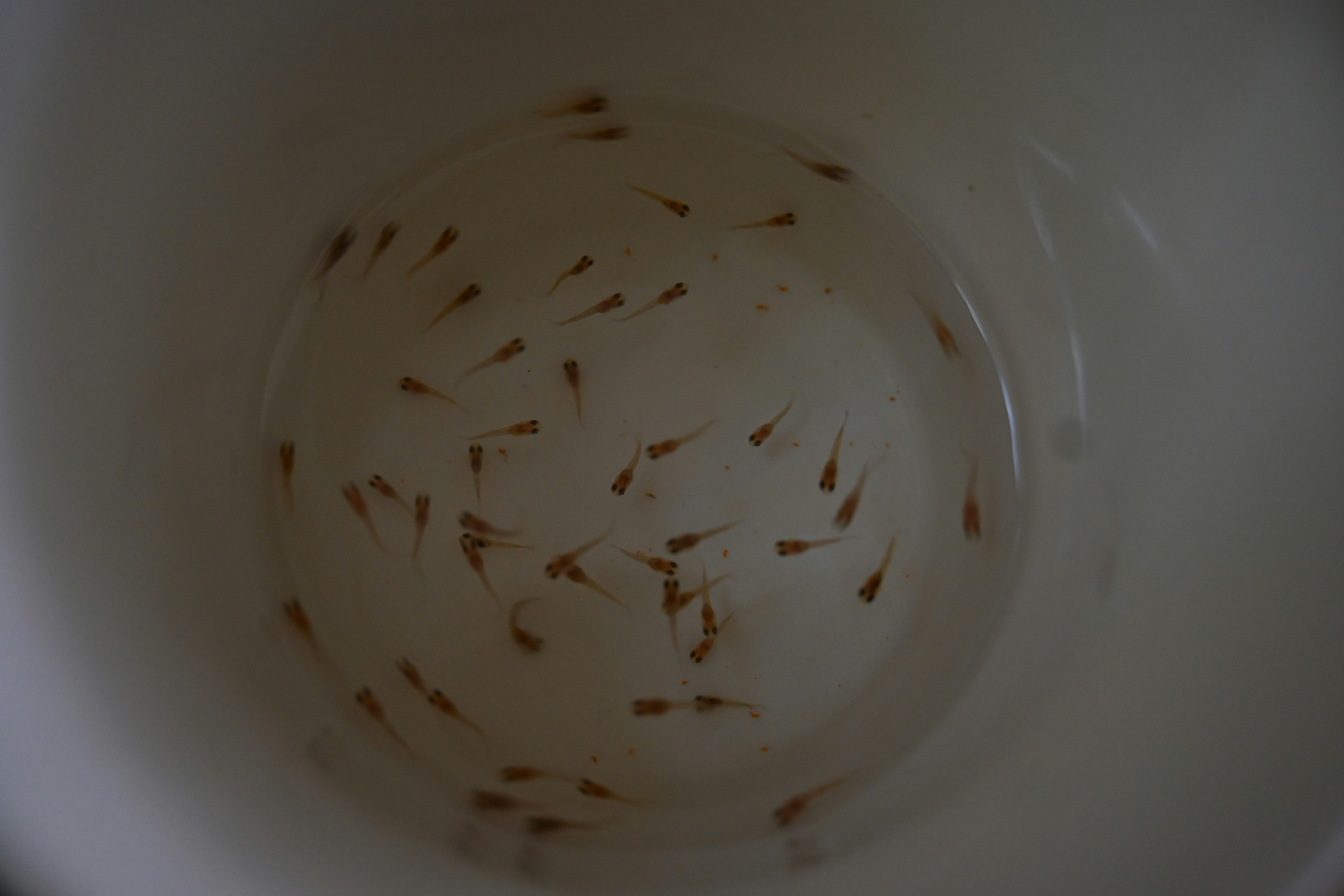 Tiny orange fish swarm in a white container