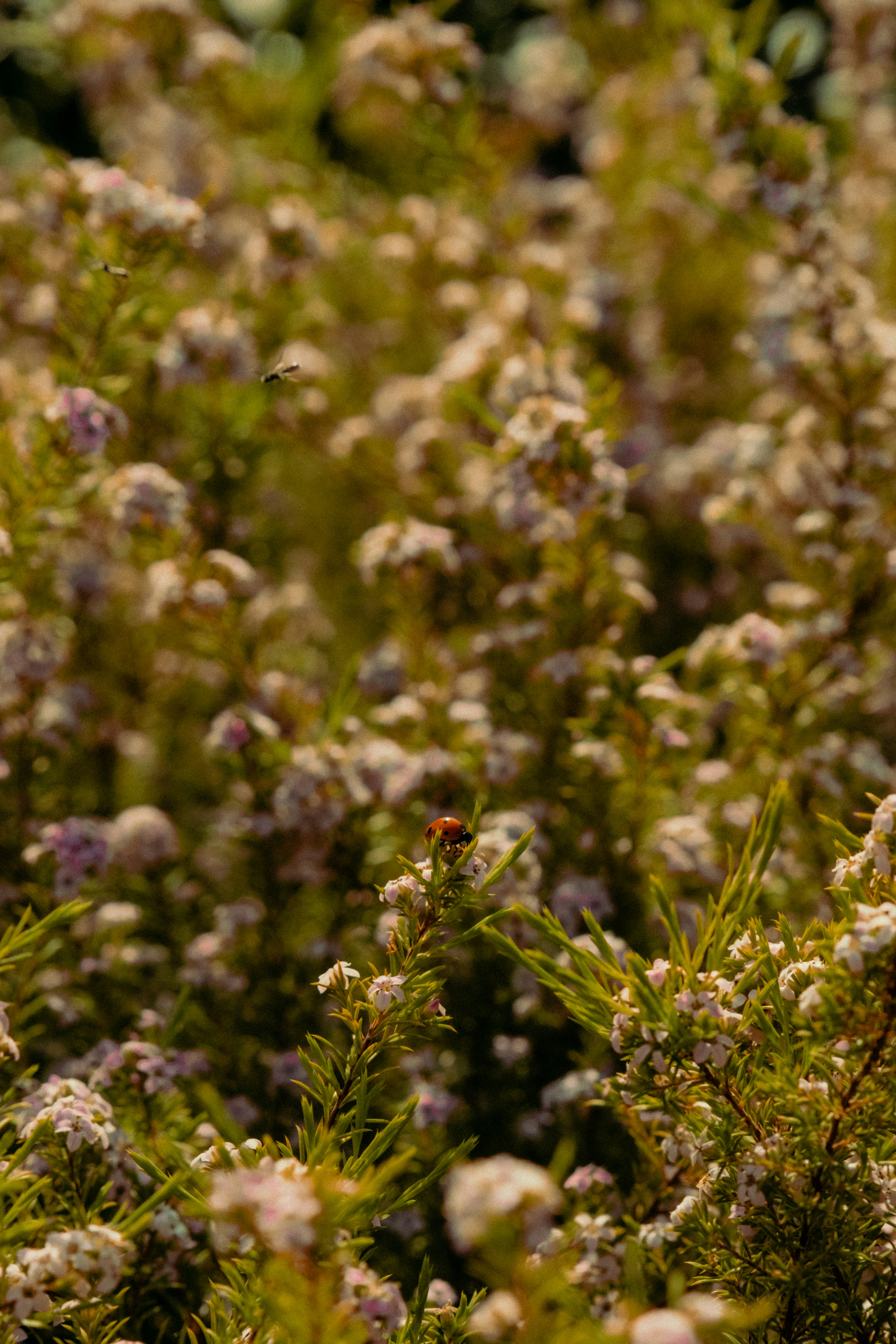 Ladybug Spotlight on a Purple-White Meadow