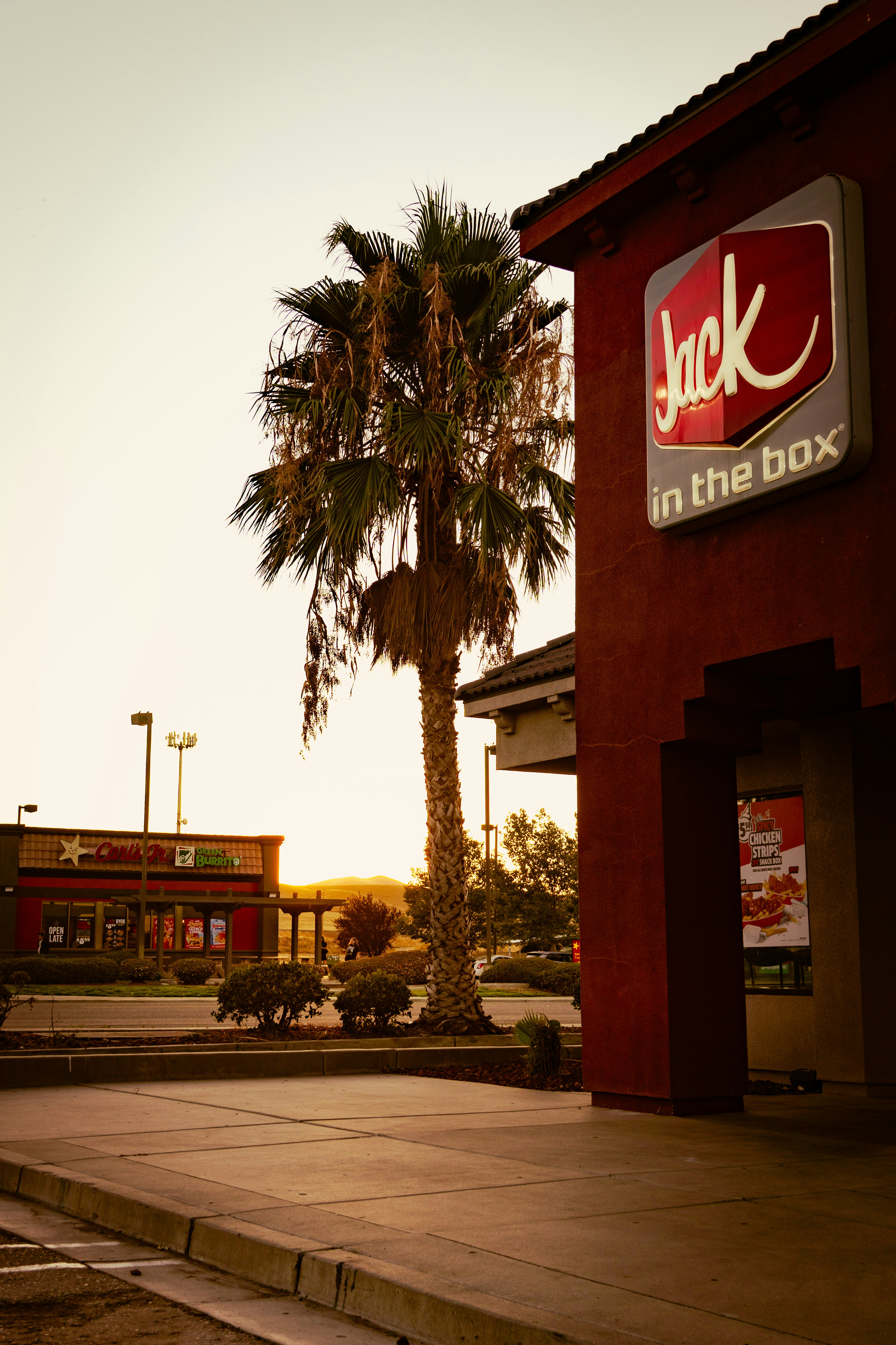Sunlit Palm and Corner Sign: A Strip Mall Moment