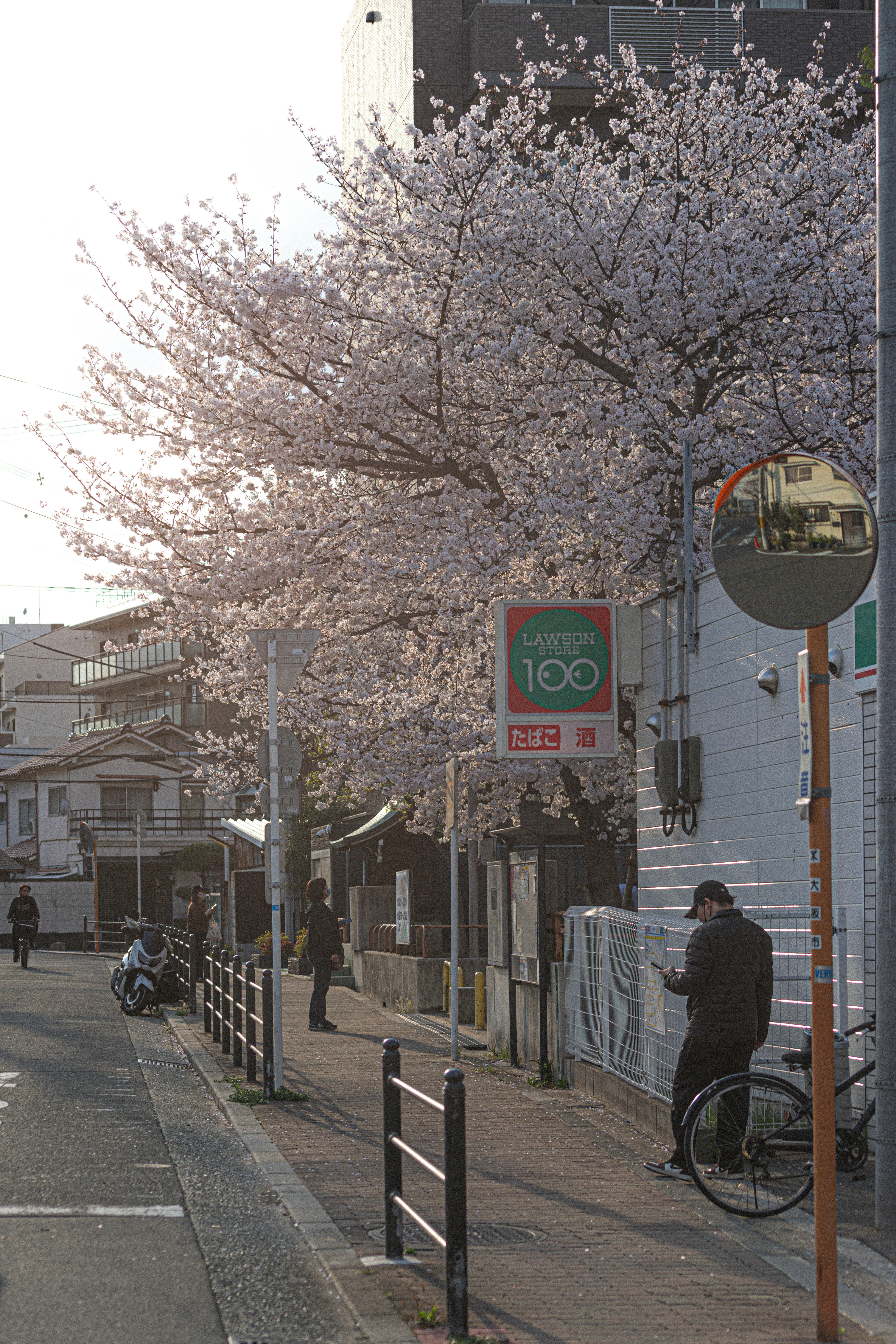 Cherry Blossom Street Corner in Quiet Urban Evening