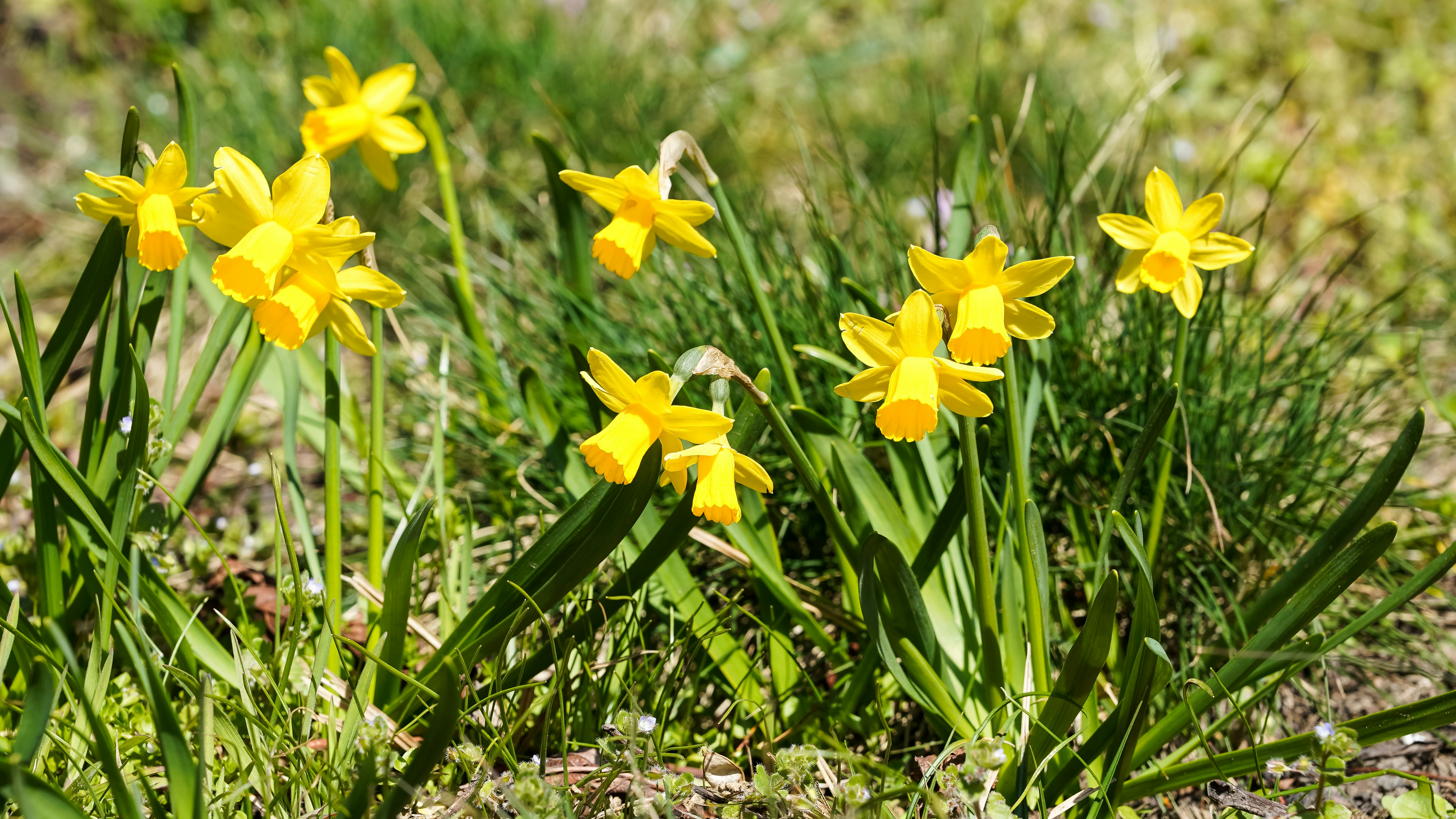 Sunlit Aisles: A Meadow of Yellow Narcissus in Bloom