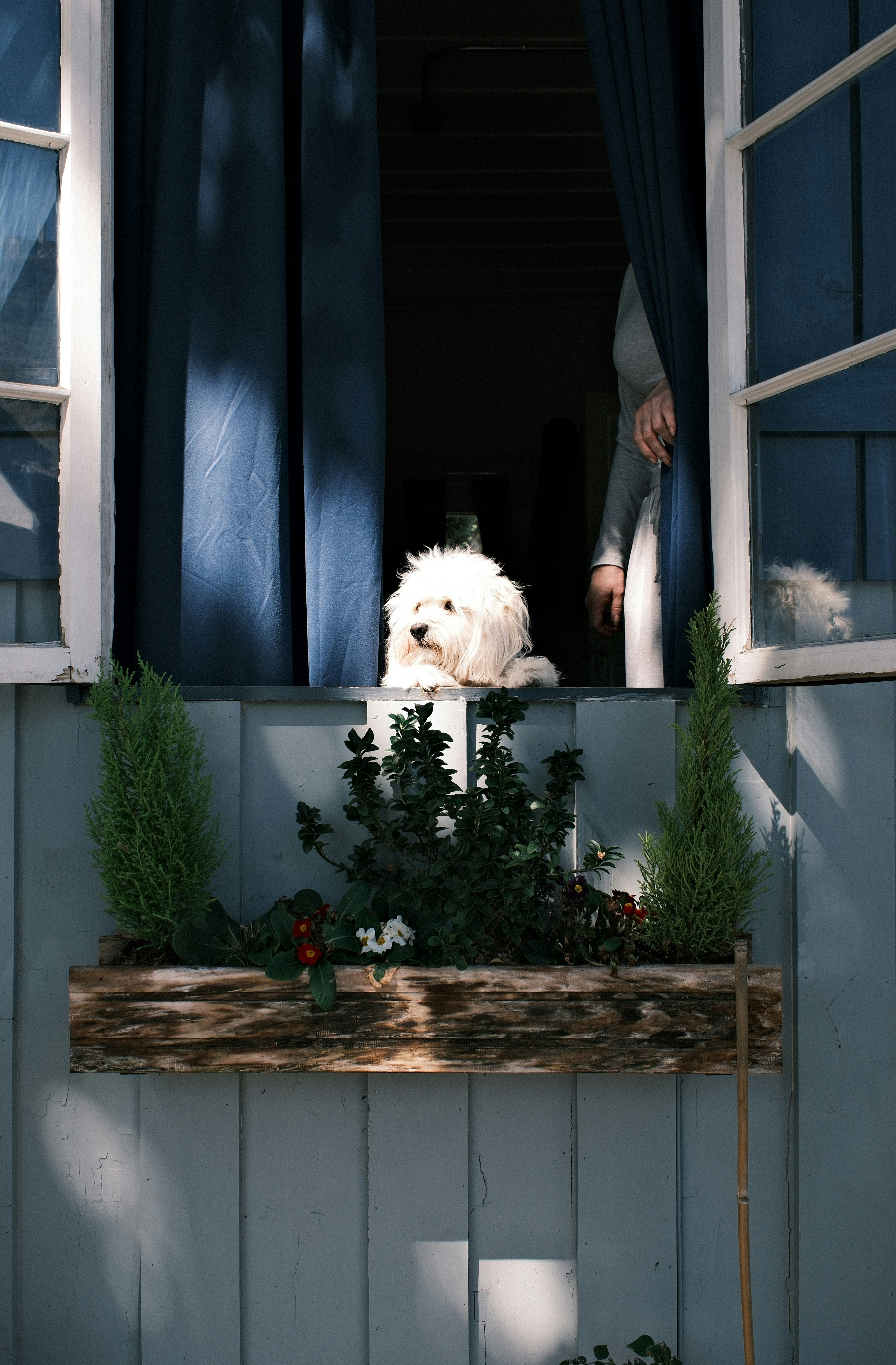 Peek of a Pup: A Furry Confidant in the Window Box