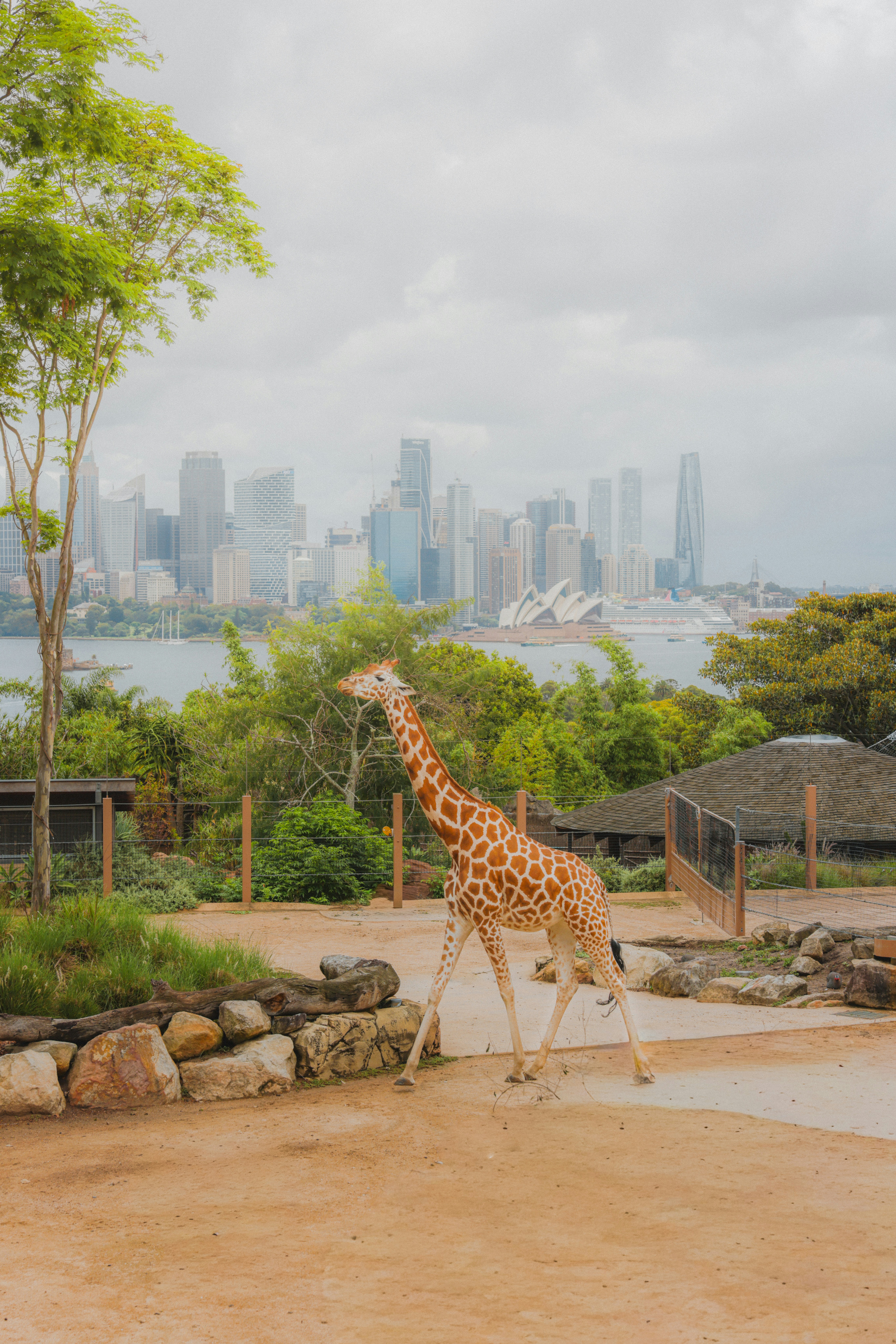 Giraffe in a city overlook: a quiet moment with Sydney skyline
