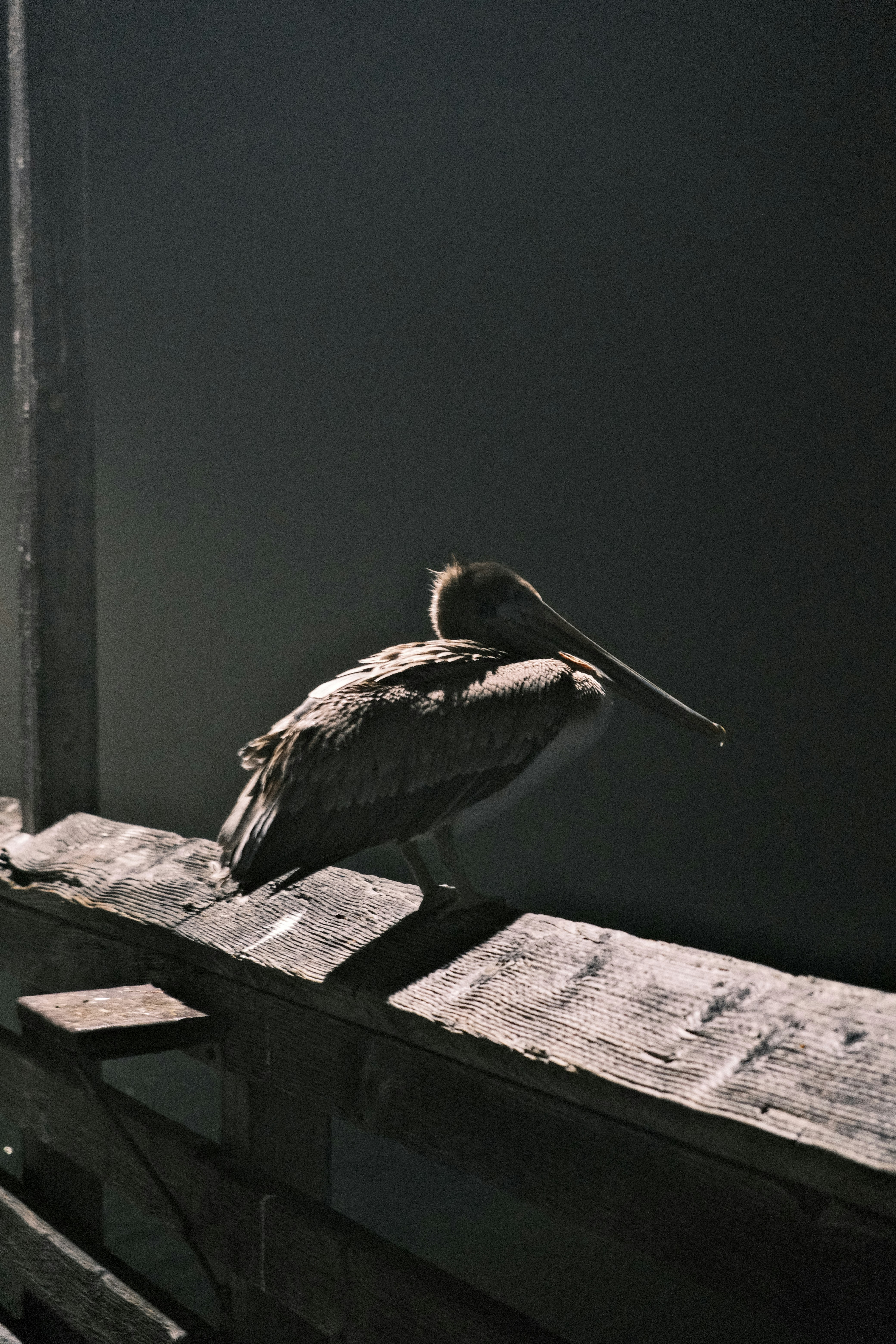 Night Watch on the Pier: A Pelican in Quiet Contemplation