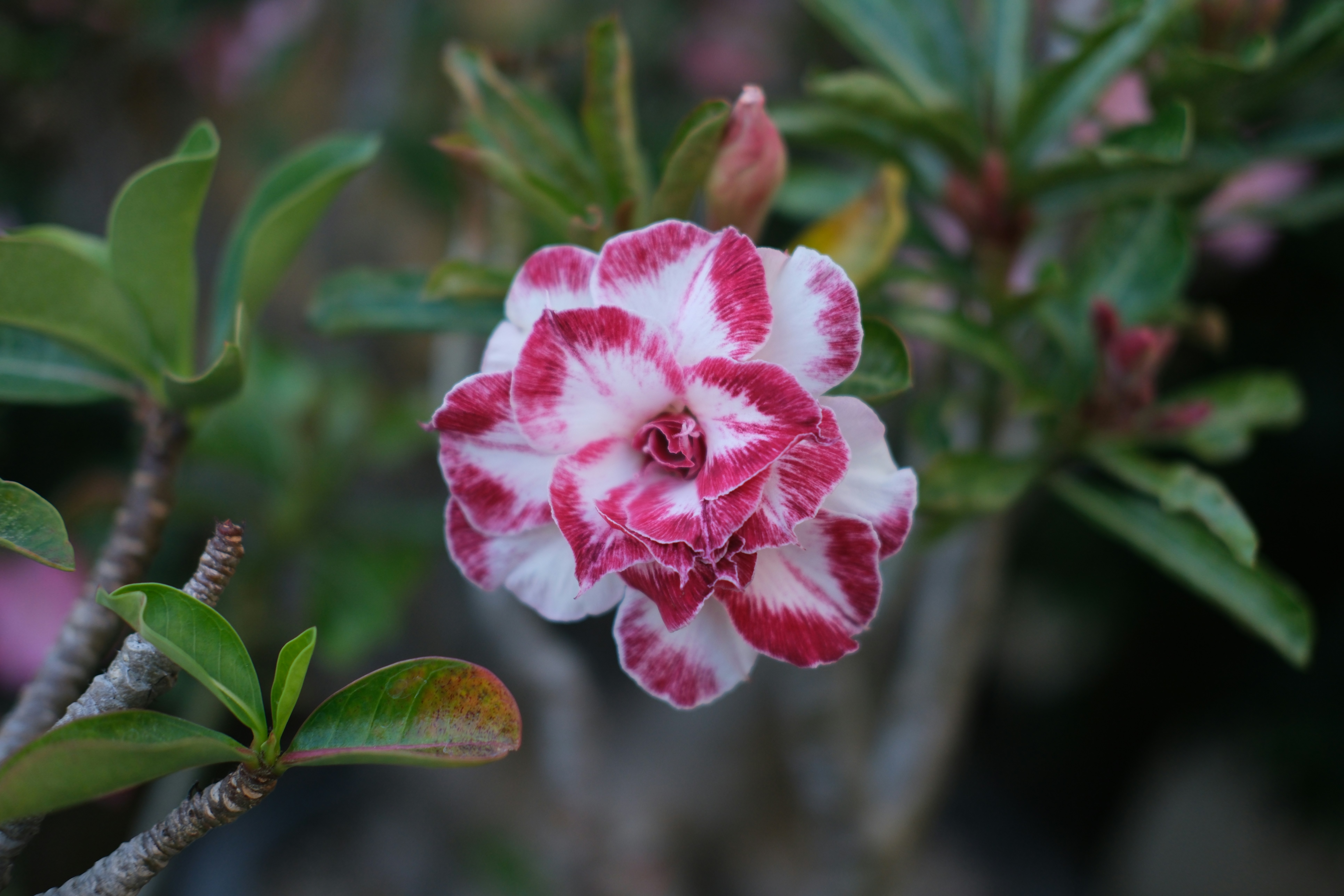 Pink-White Bicolor Blossom Centered in Soft Garden Blur
