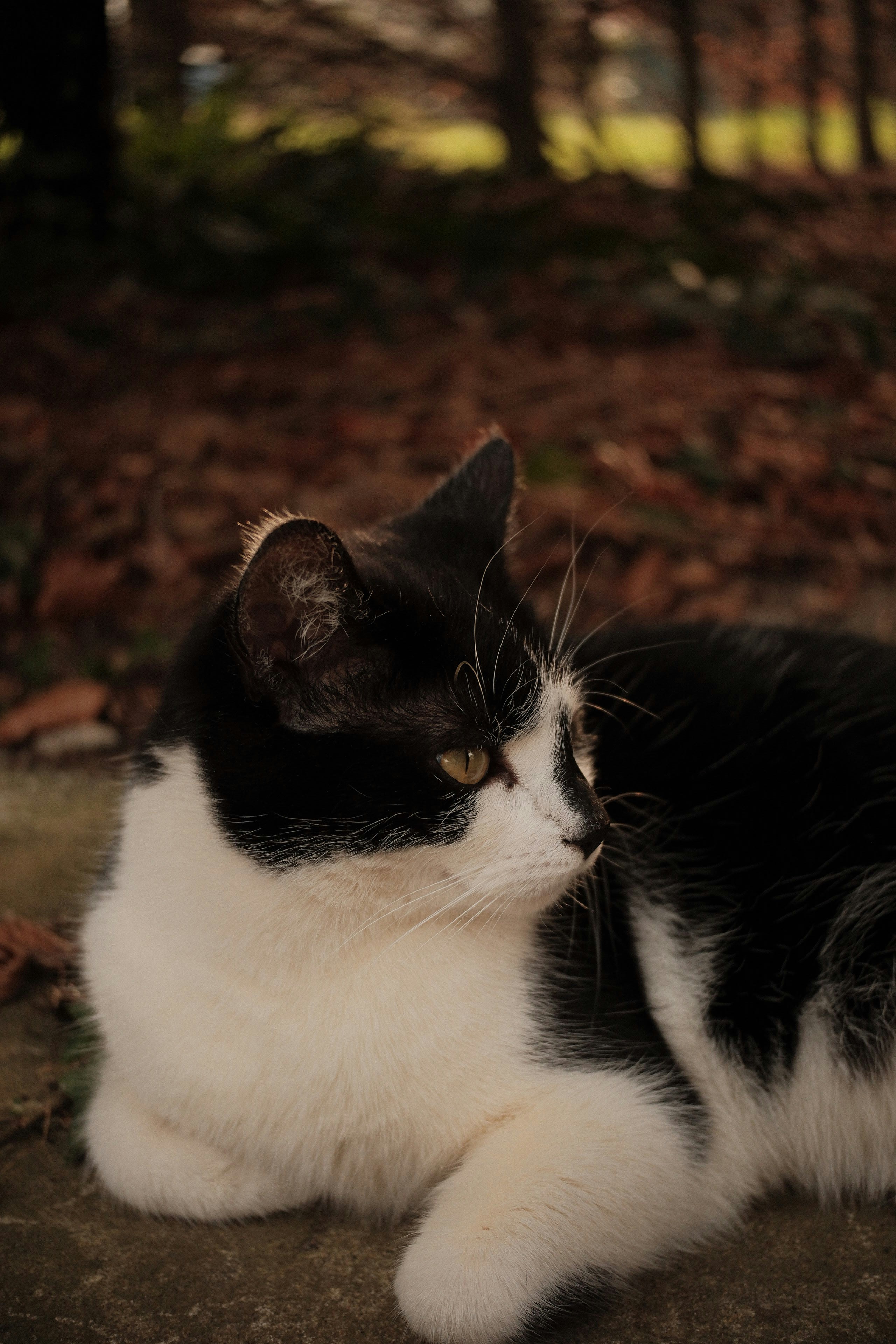 Quiet Confidence: A Black-and-White Cat at Rest in Autumn Light