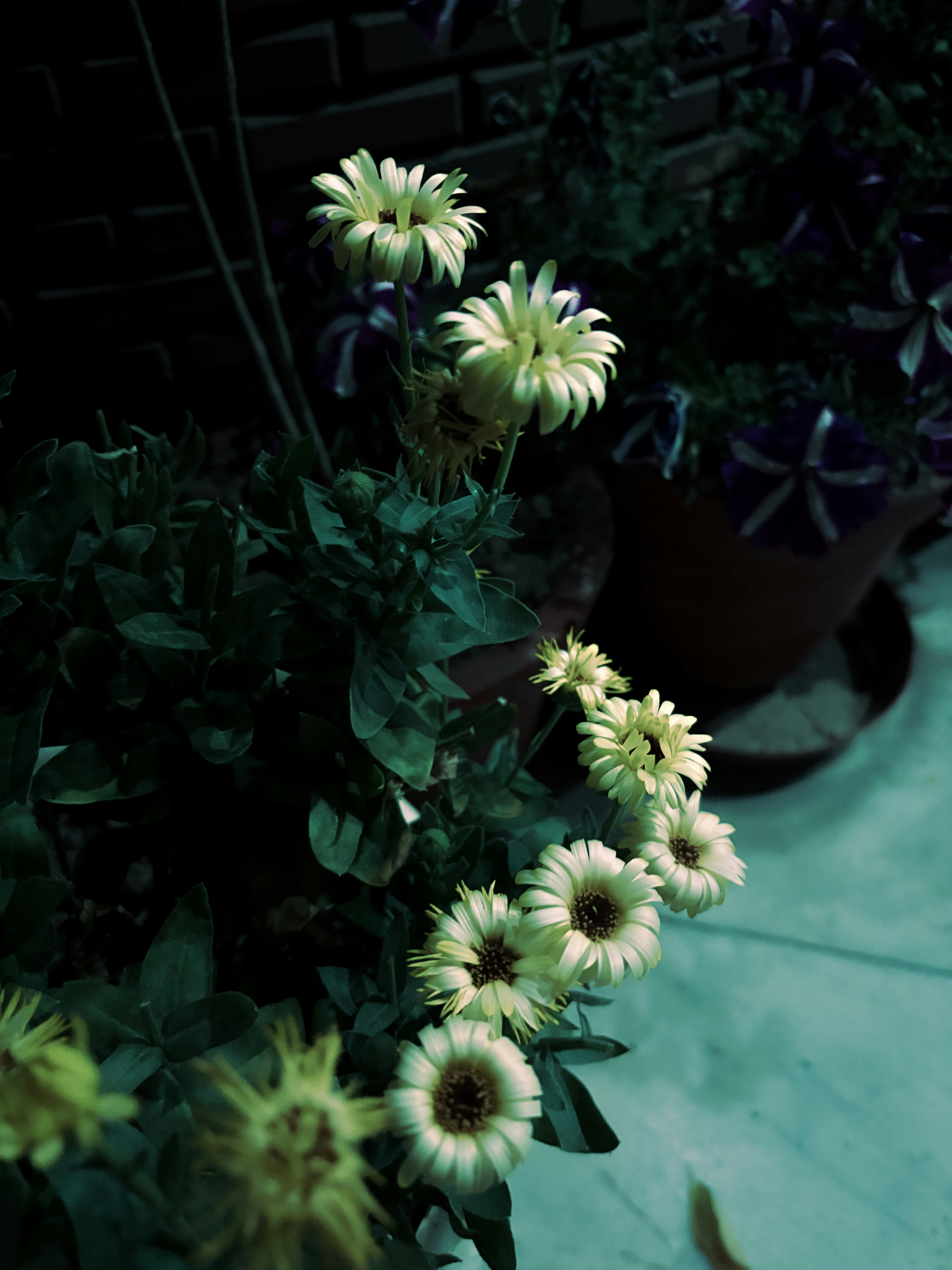 Moonlit Garden: Pale Zinnia Cluster in Shadowed Corner