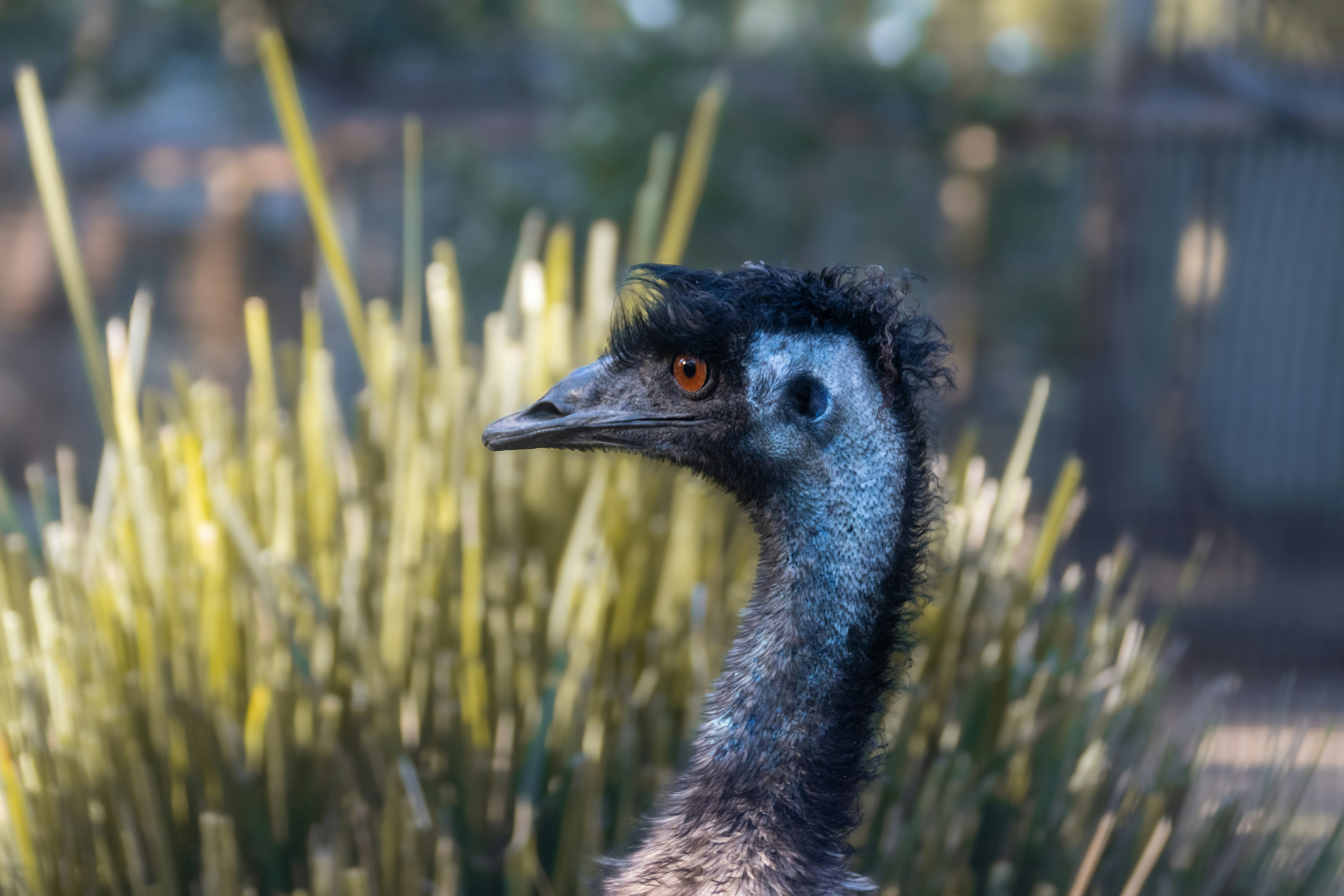 Close-up of an Emu's Gaze Amid Desert-Reed Backdrop