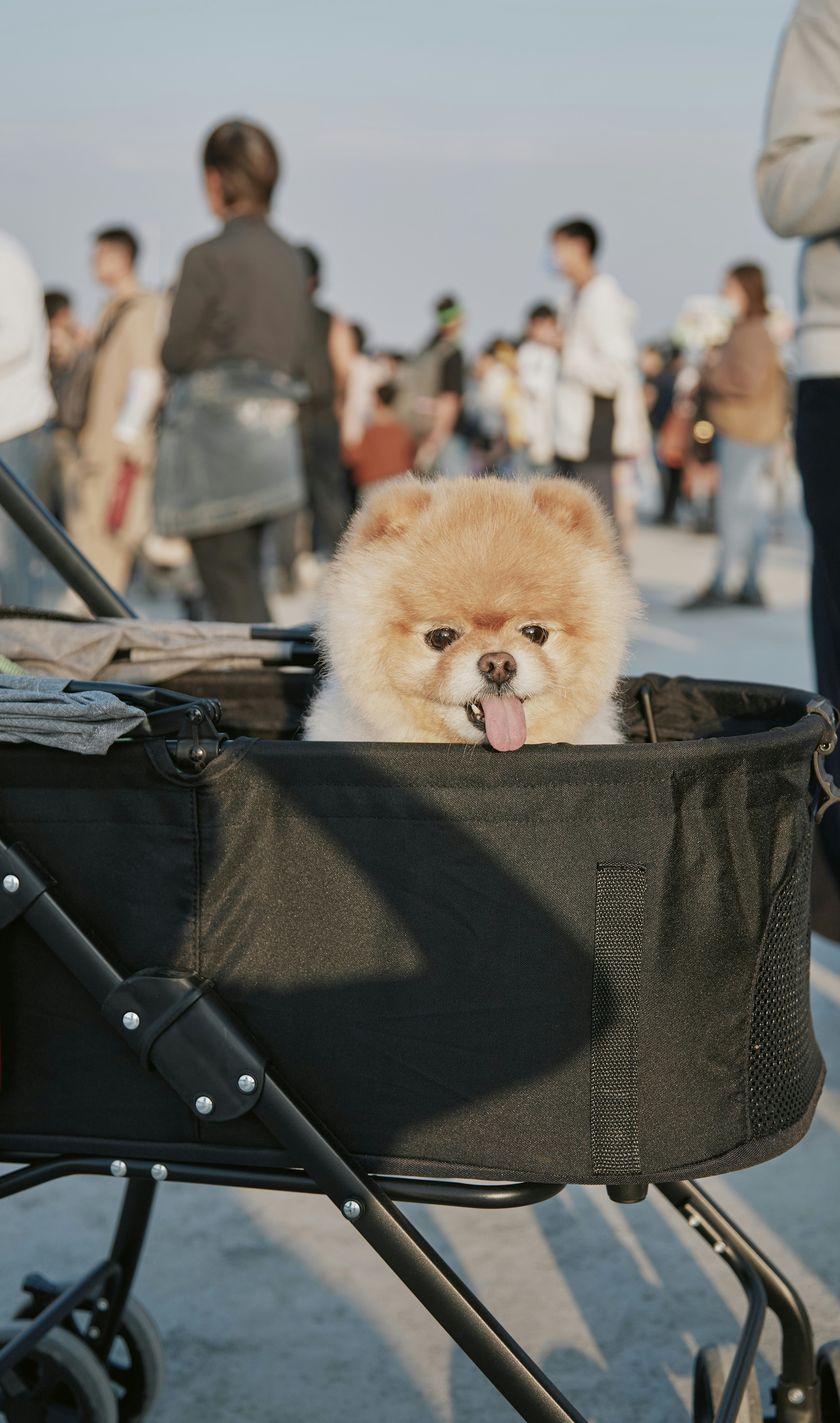 Fluffy Admirer: A Pomeranian Peeks Over the Stroller Barrier