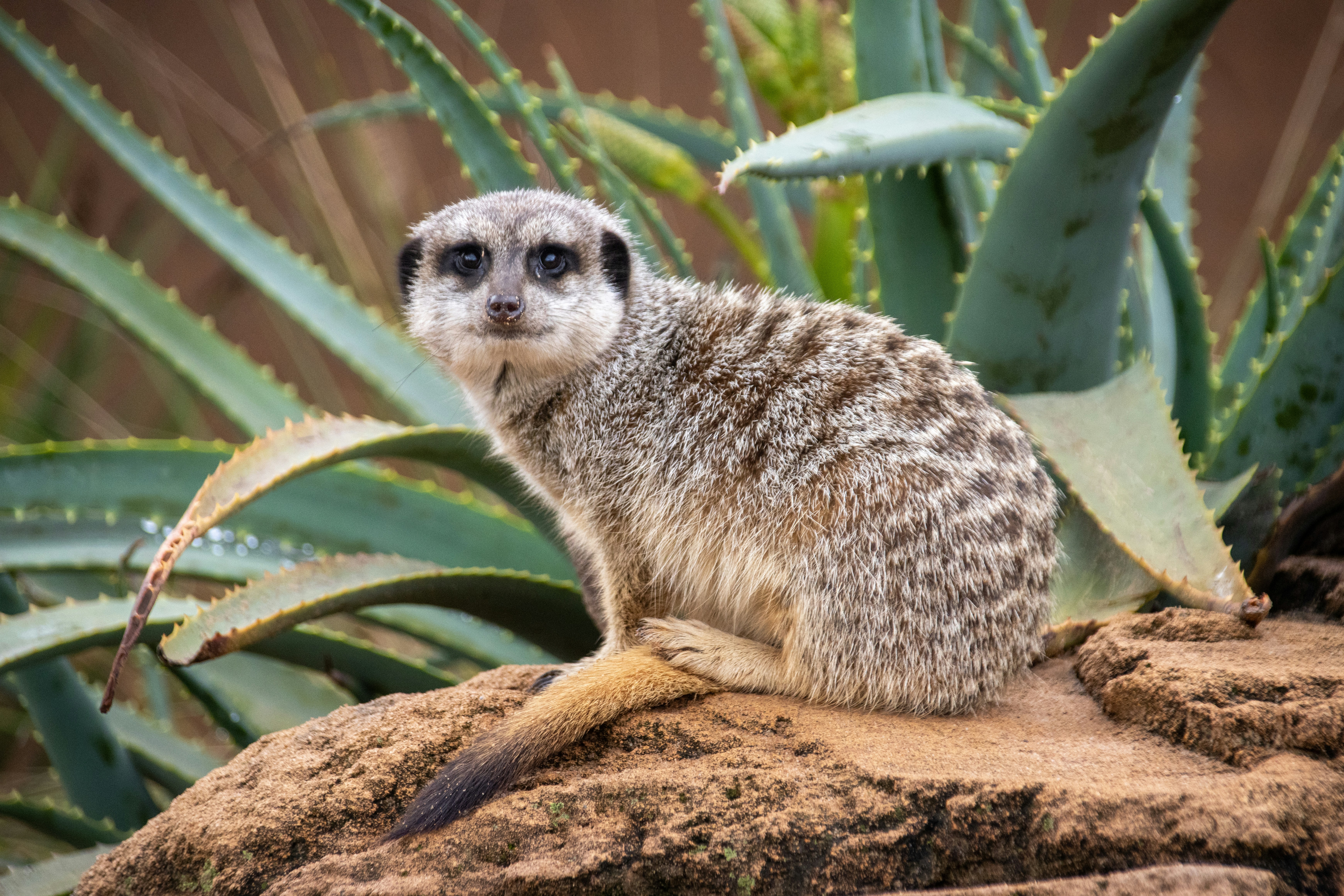 Meerkat on a sunlit rock: a vigilant moment amid spiky succulents