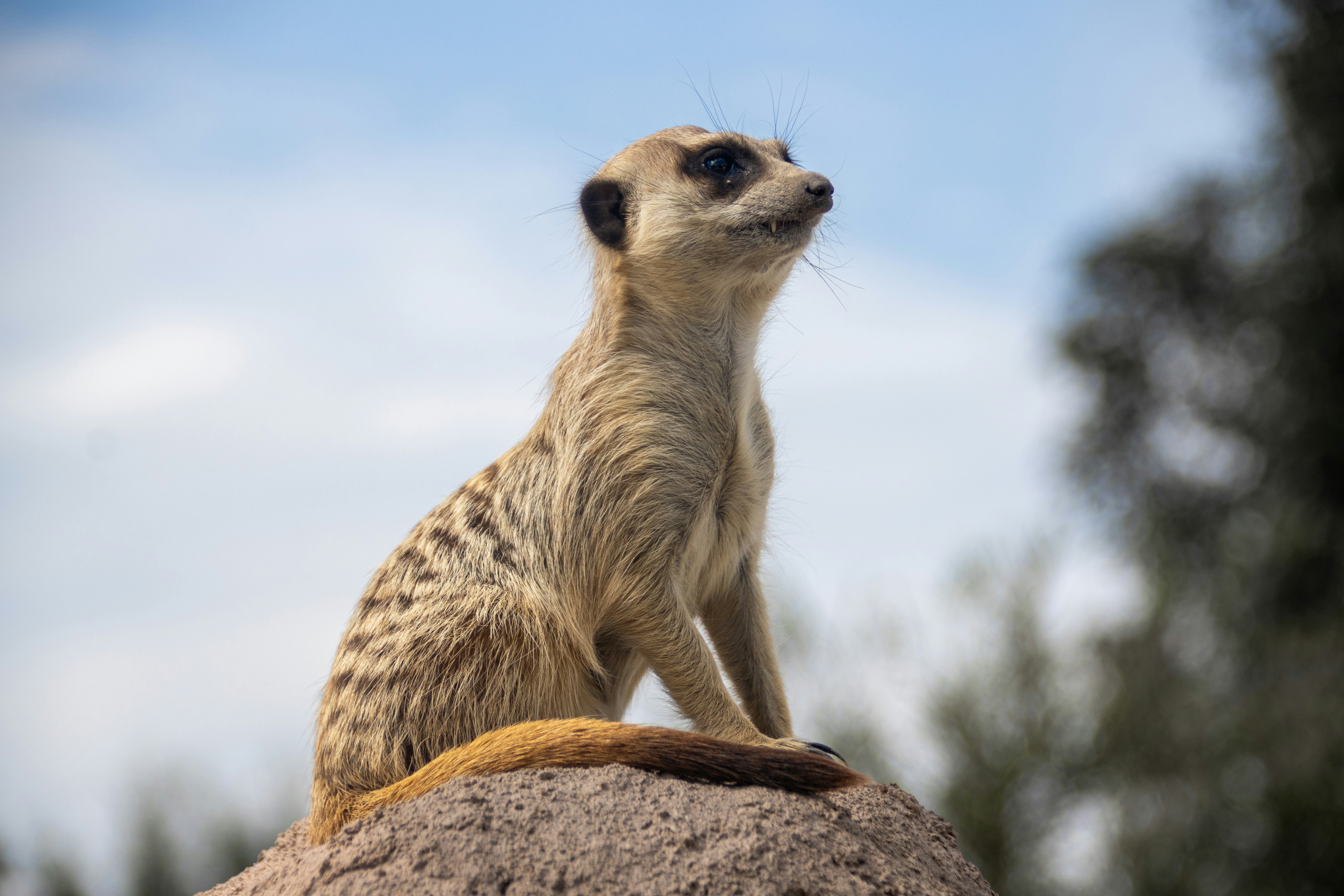Sentinel on a Sunlit Rock