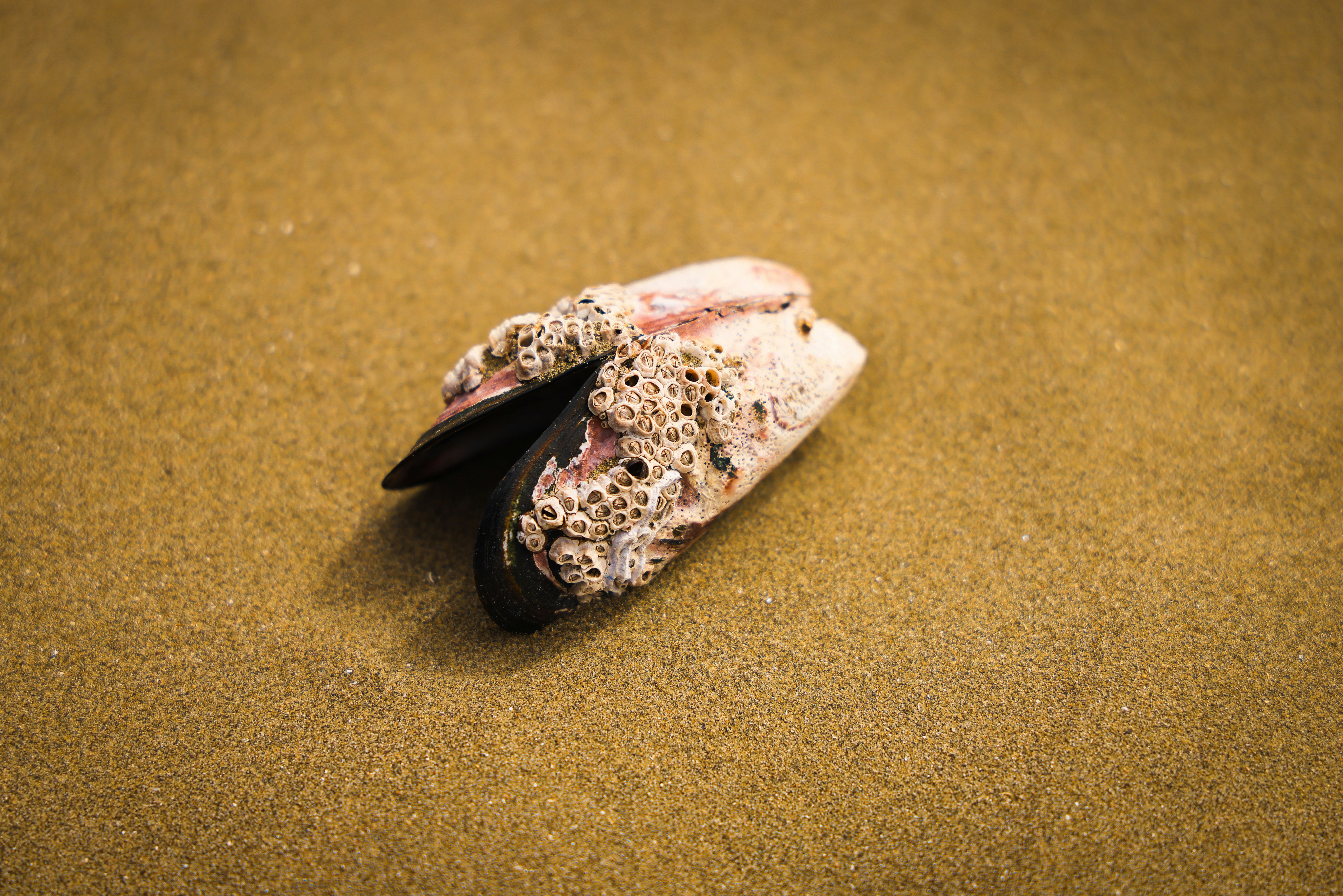 Desert-Quiet Shell: A Coral-Inspired Fragment on Sand