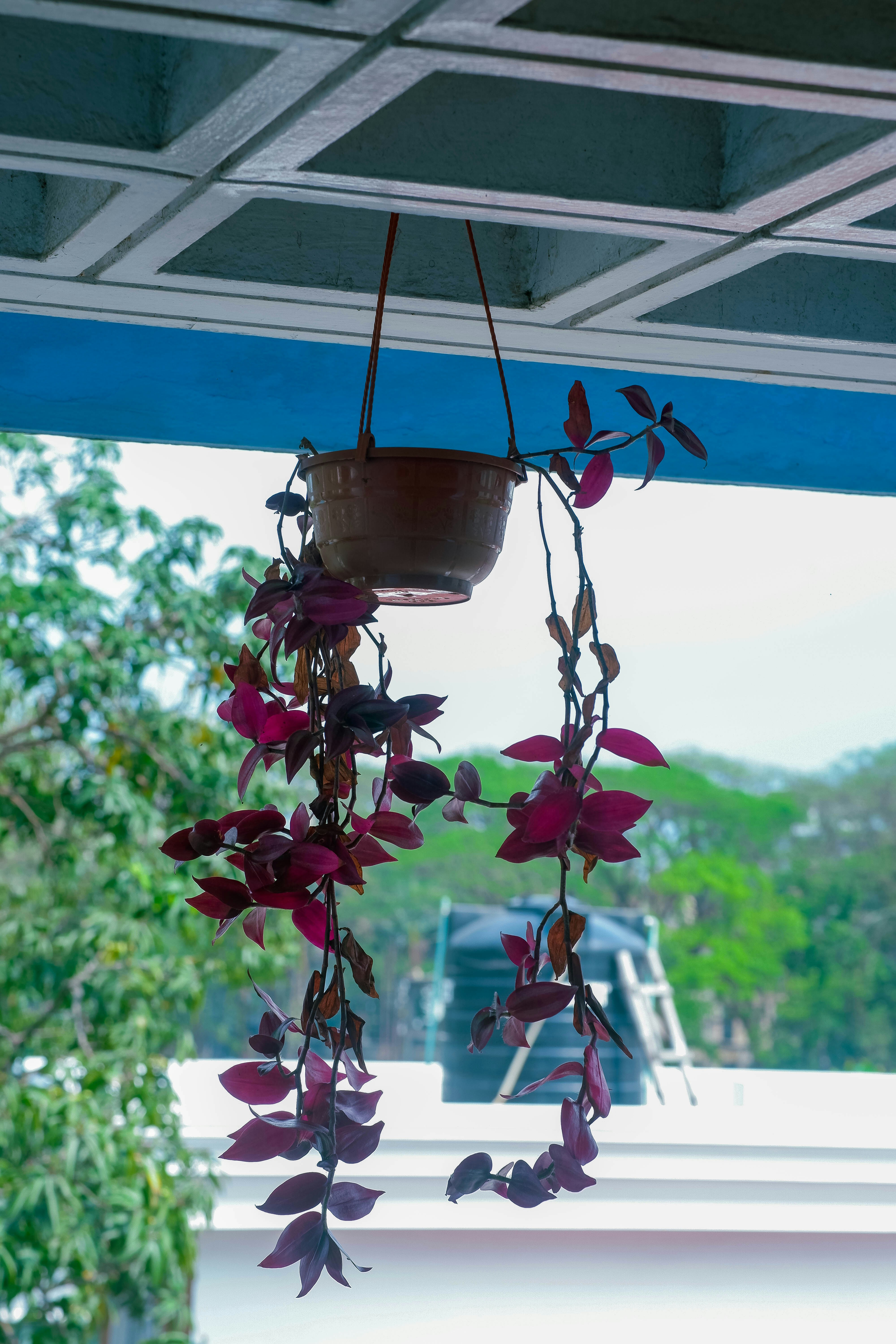 Hanging Plant Cascade Under a Blue Overhang