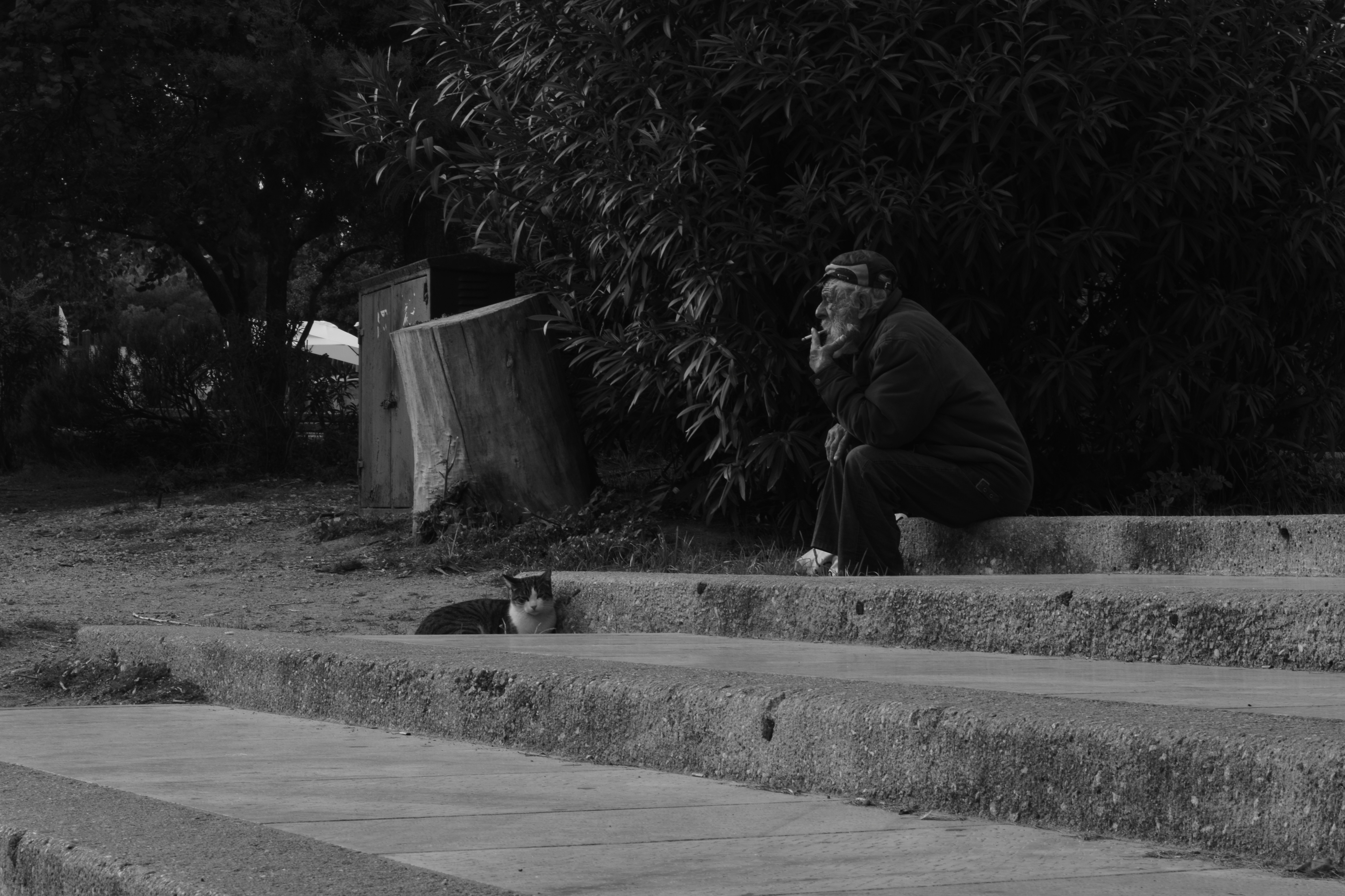 Quiet Vigil: A Man and a Cat on Concrete Steps