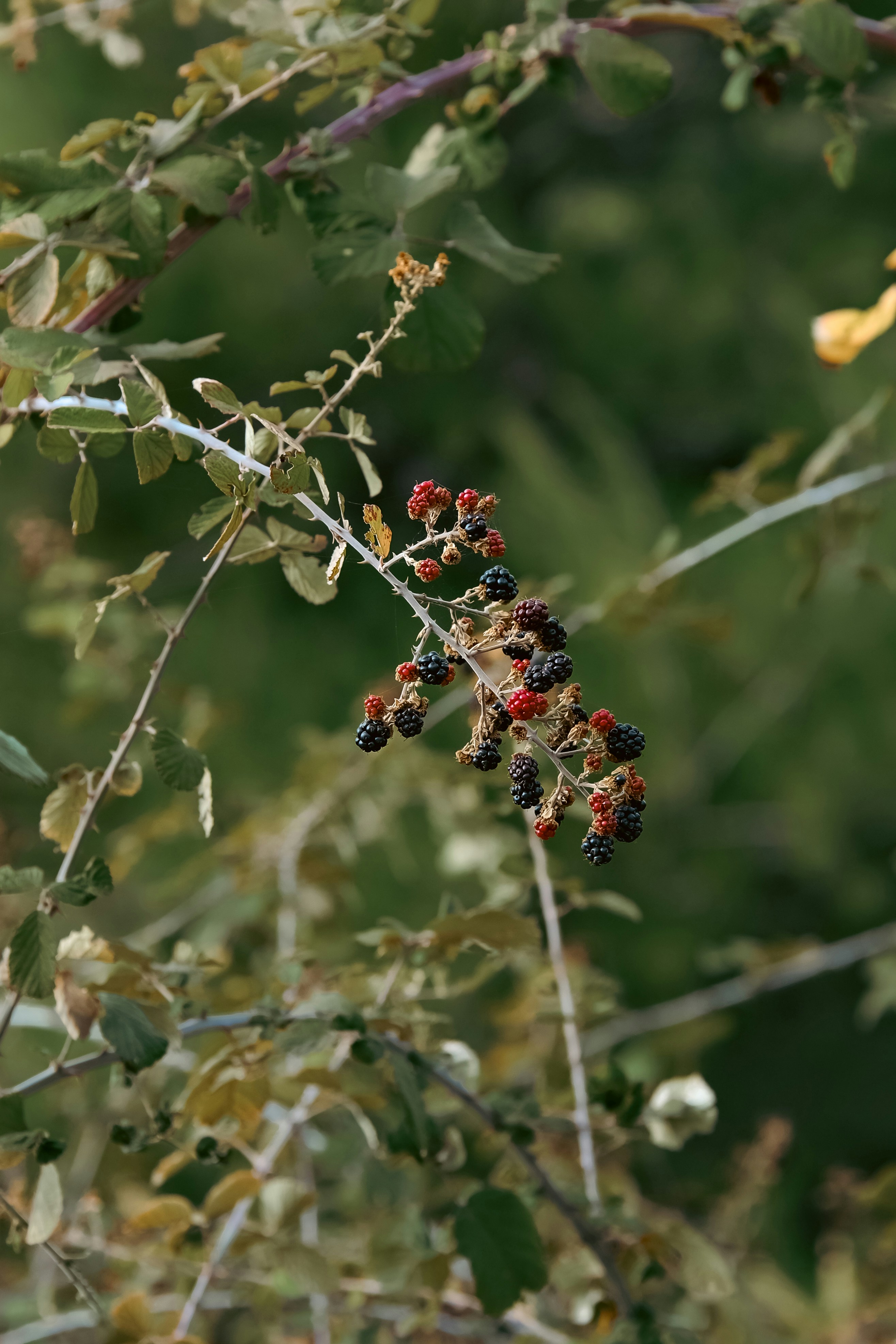 Dark Berries on a Quiet Thorn
