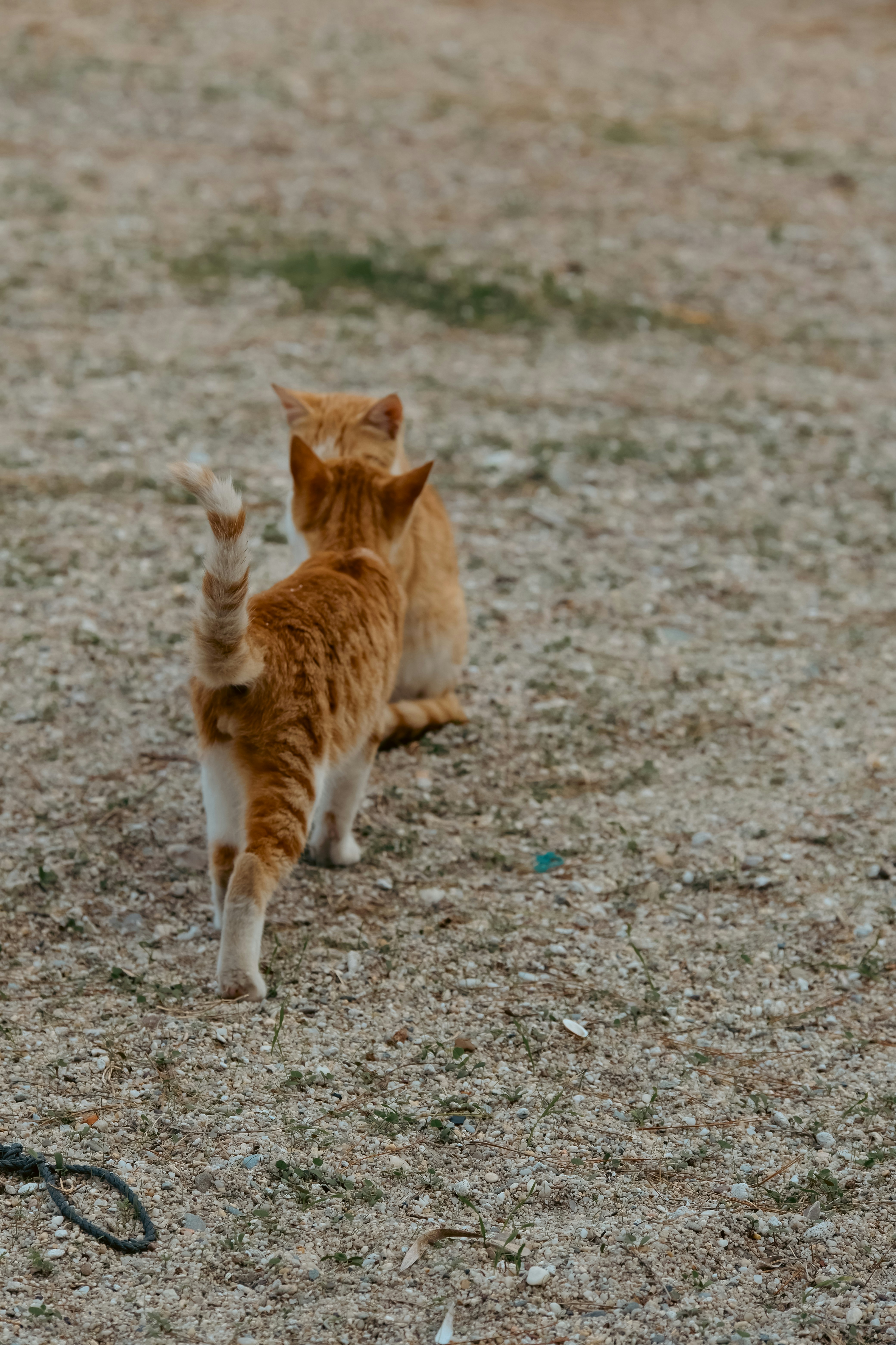 Two Ginger Cats in a Gravel Yard