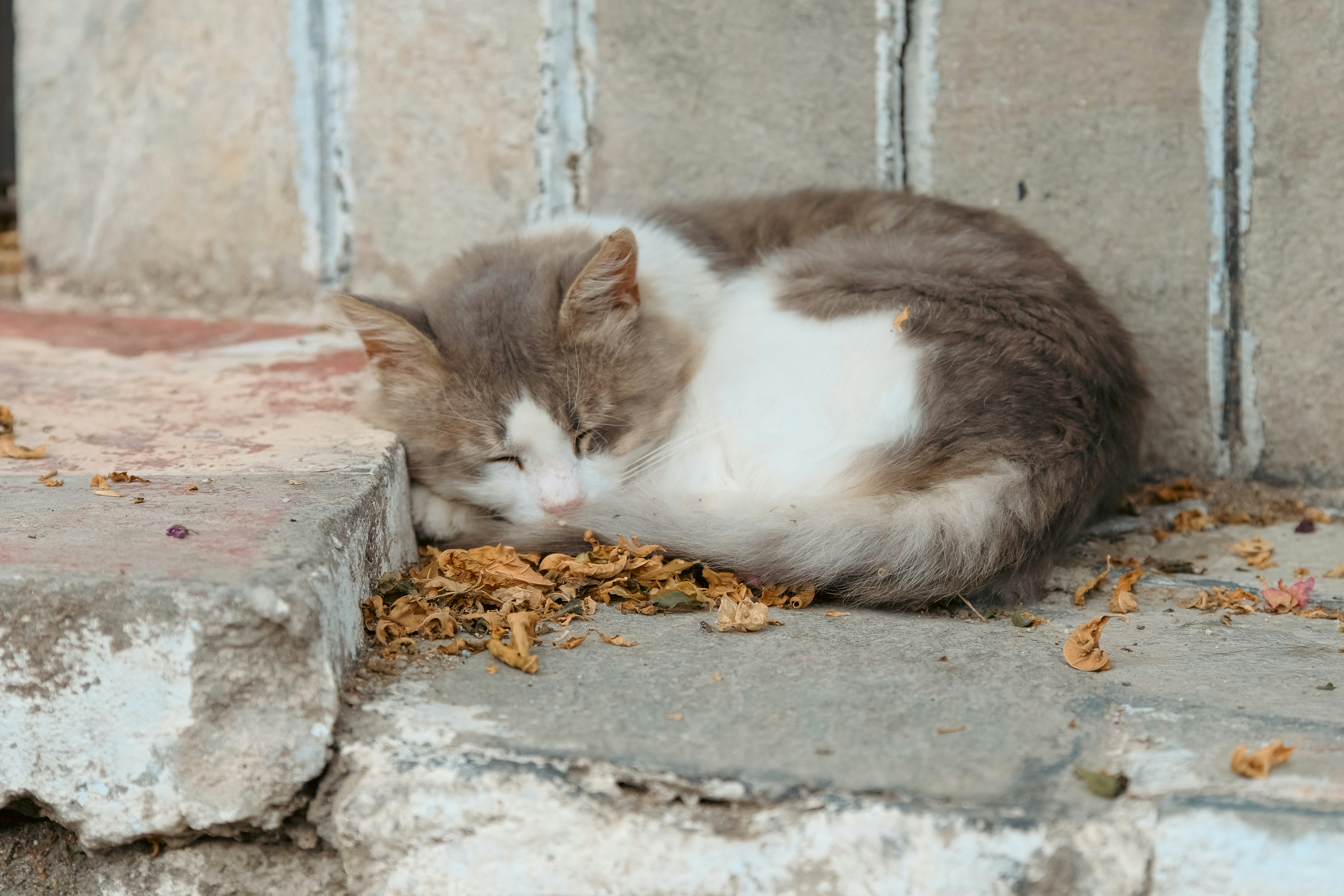 Hidden Nap: A Tranquil Cat Resting on Weathered Steps