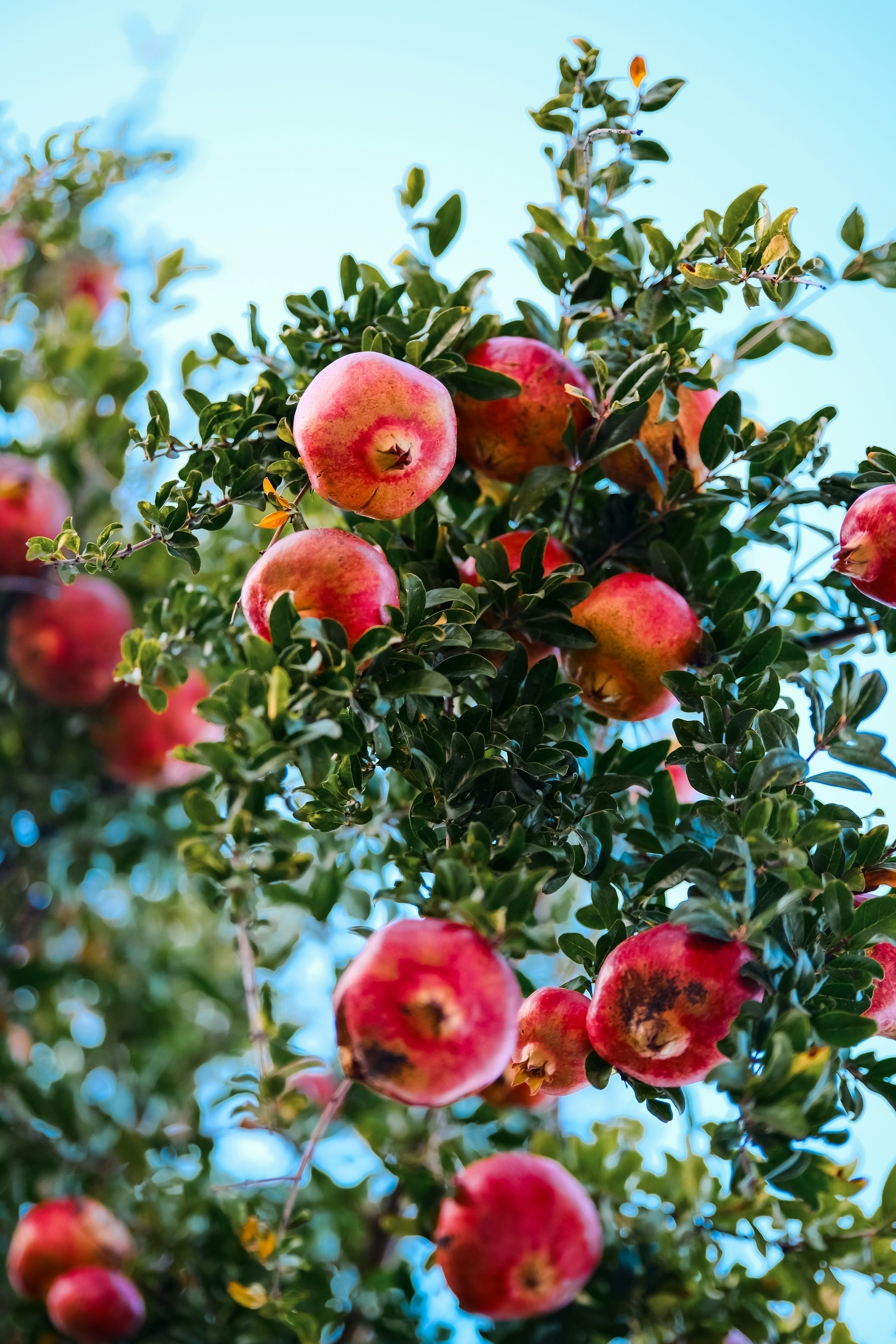 Red Promise: Apples in a Sunlit Branch