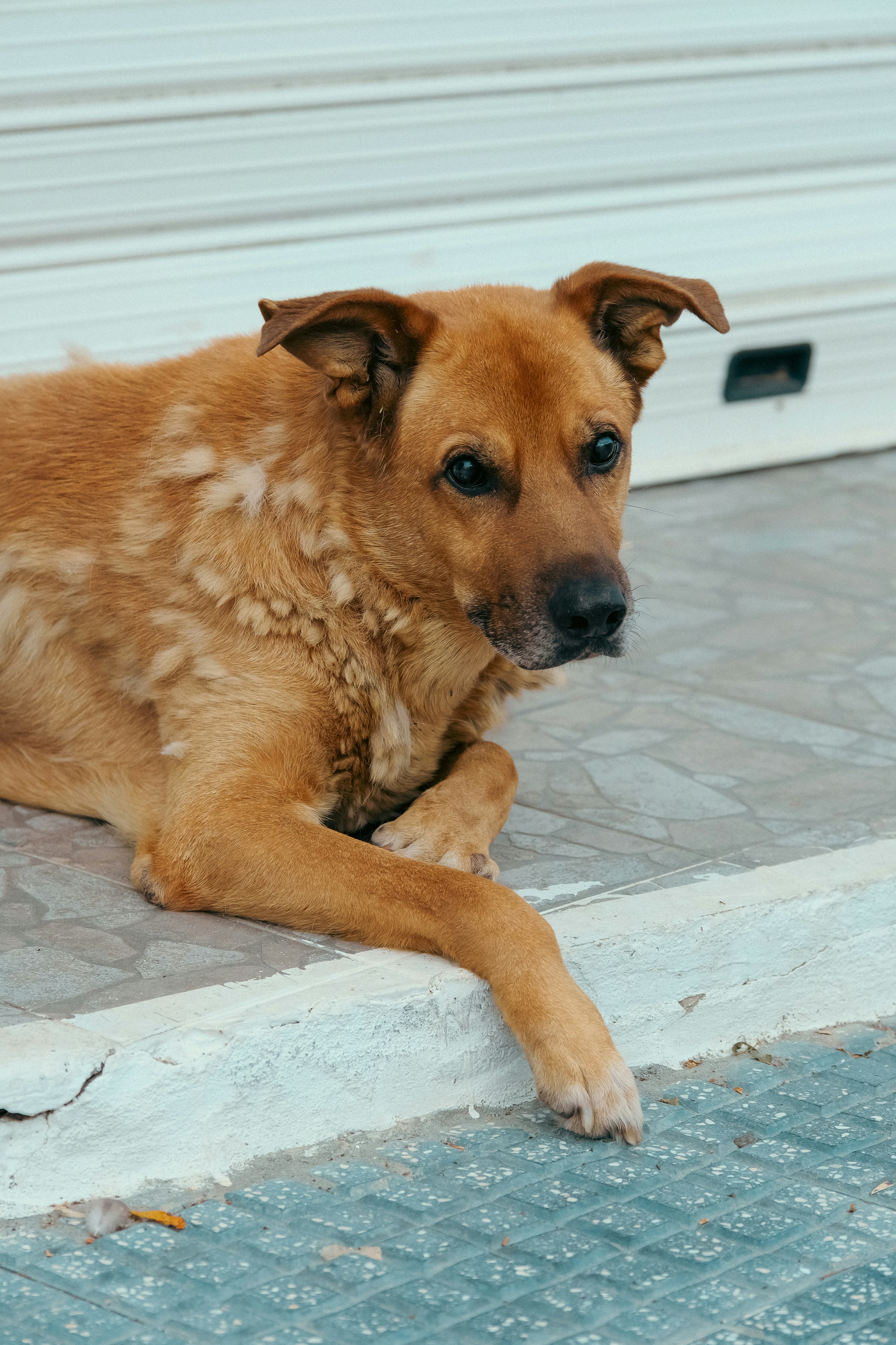 Patient Paws: A Lulled Moment on the Morning Porch